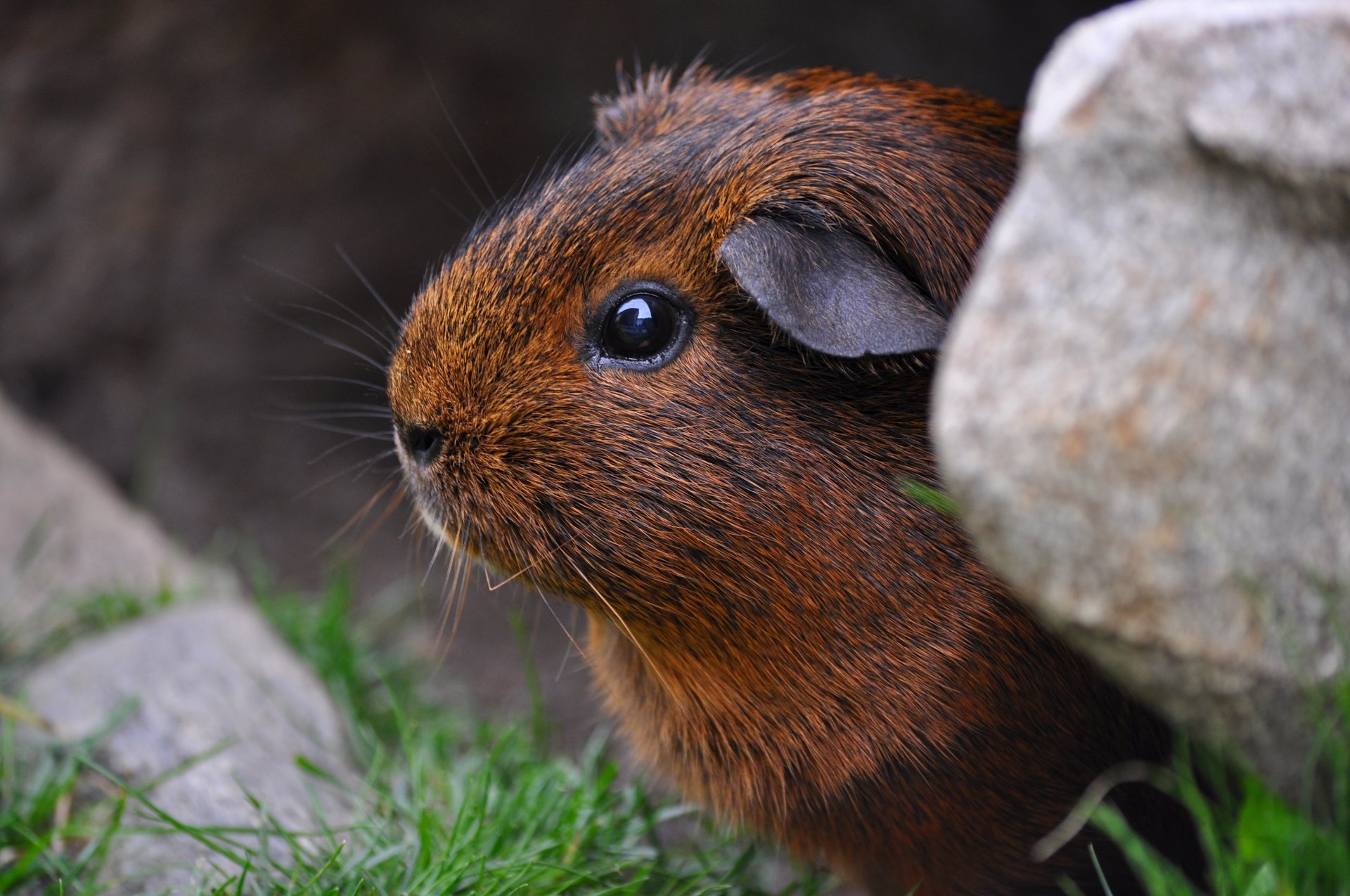 4K Ultra HD Guinea Pig Portrait – Vibrant Rodent Wildlife Wallpaper