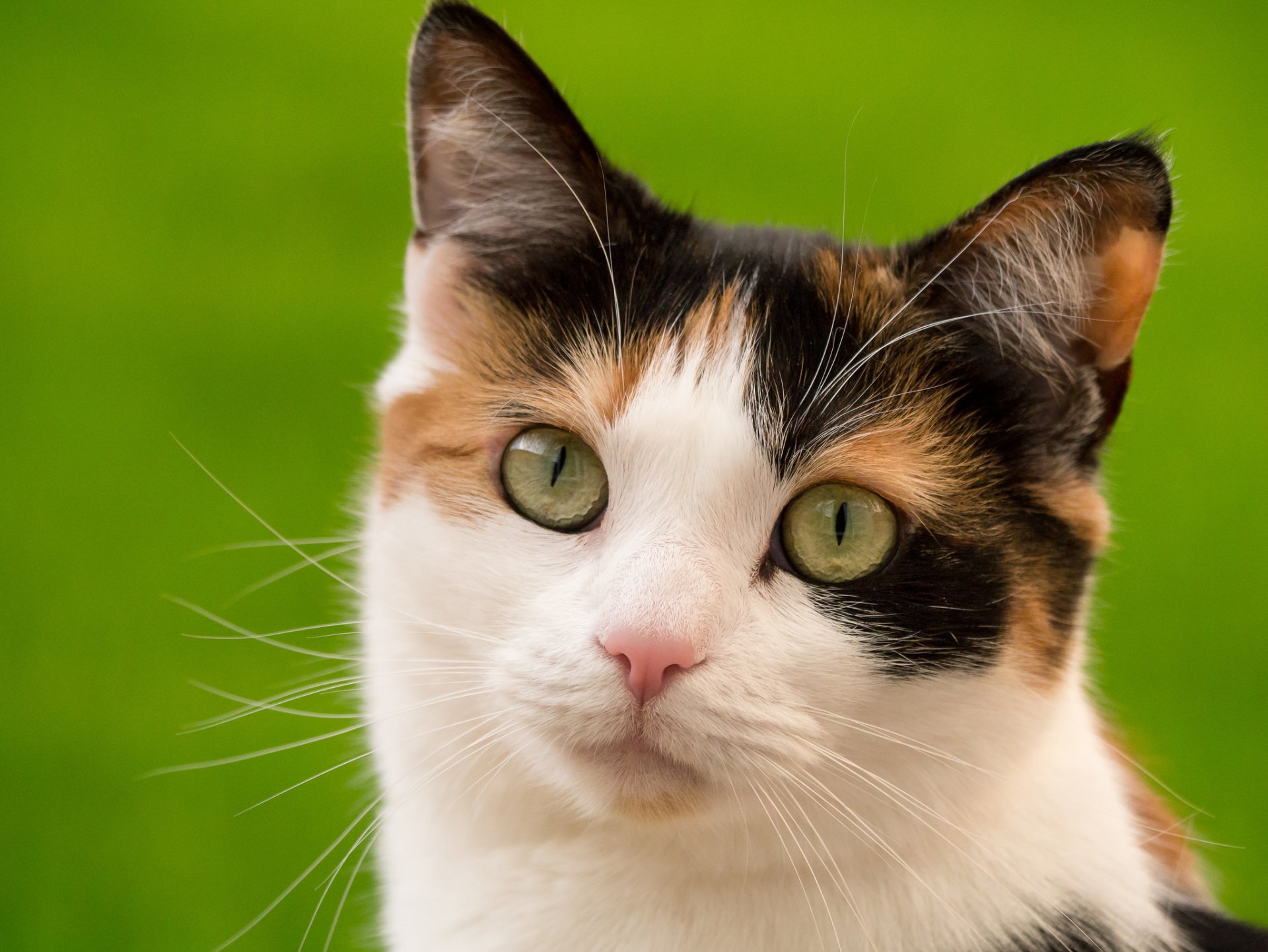 Majestic Cat Close-Up HD Wallpaper: Nature’s Fine Detail | 2048x1538 ...