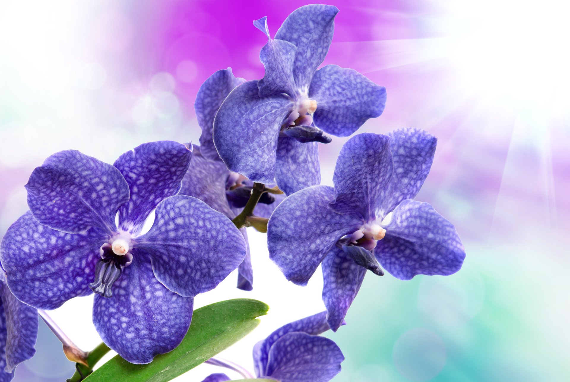 Download Purple Flower Flower Nature Orchid 4k Ultra HD Wallpaper
