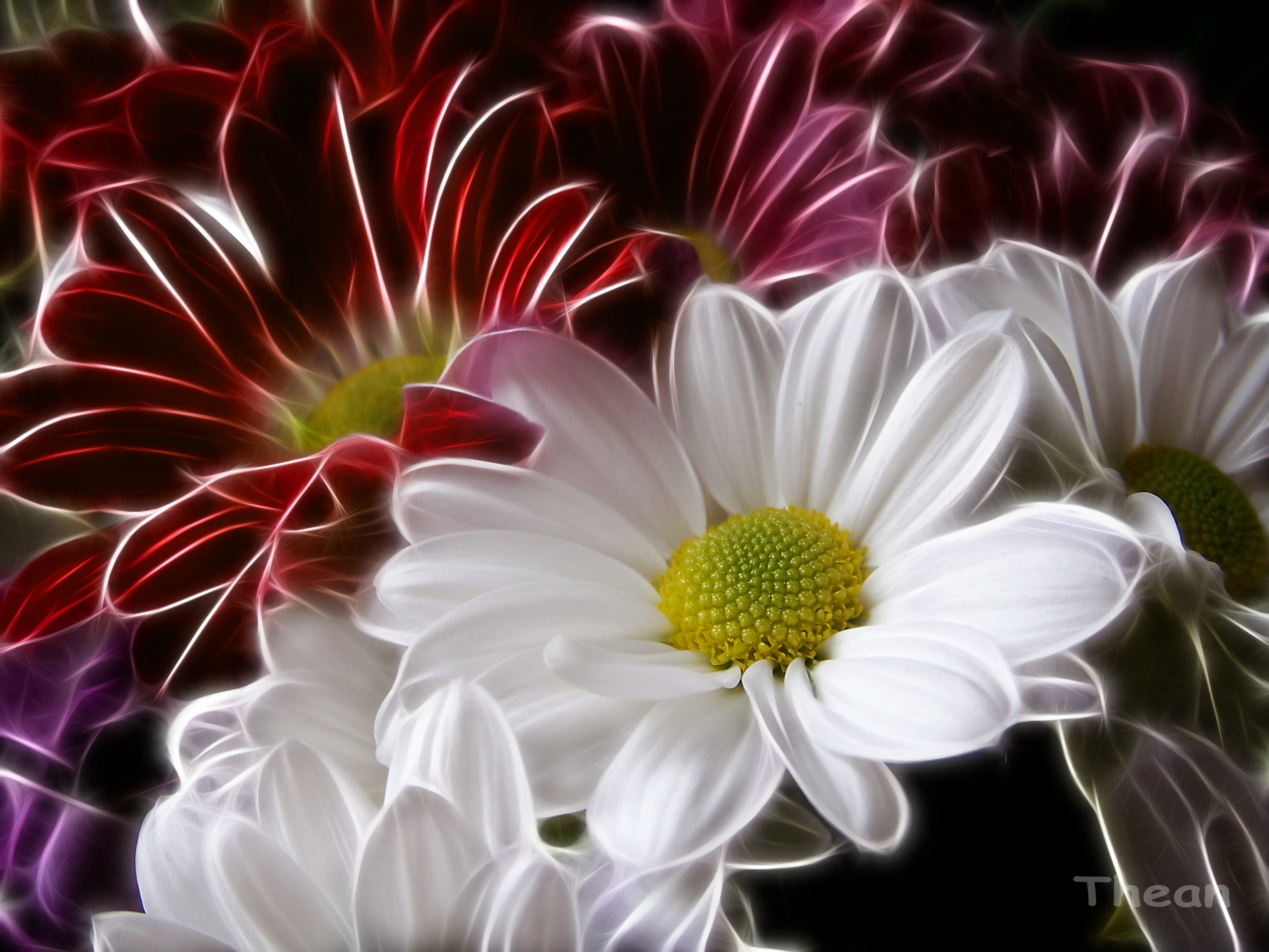 Download White Flower Red Flower Daisy CGI Artistic Flower HD Wallpaper ...