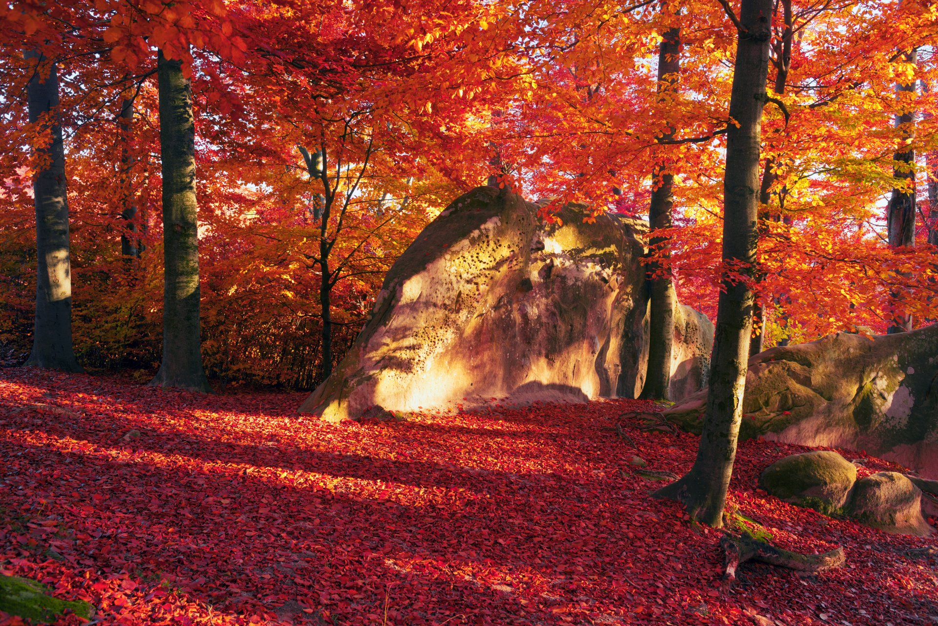 4K Ultra HD Fall Forest: Vibrant Trees in Autumn Glory