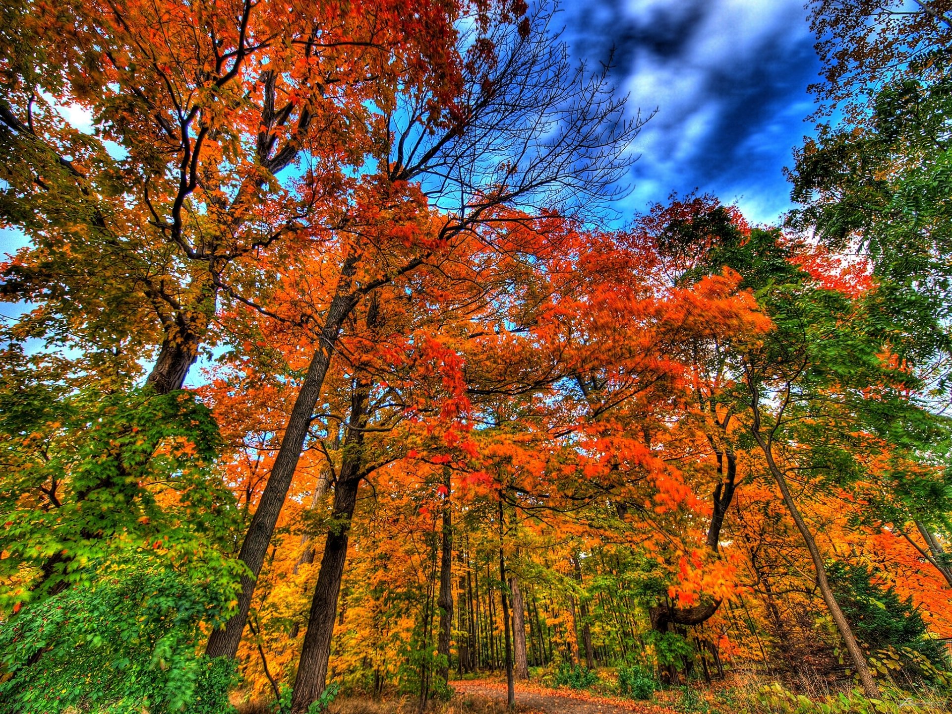 Download Fall Tree Nature Forest HD Wallpaper