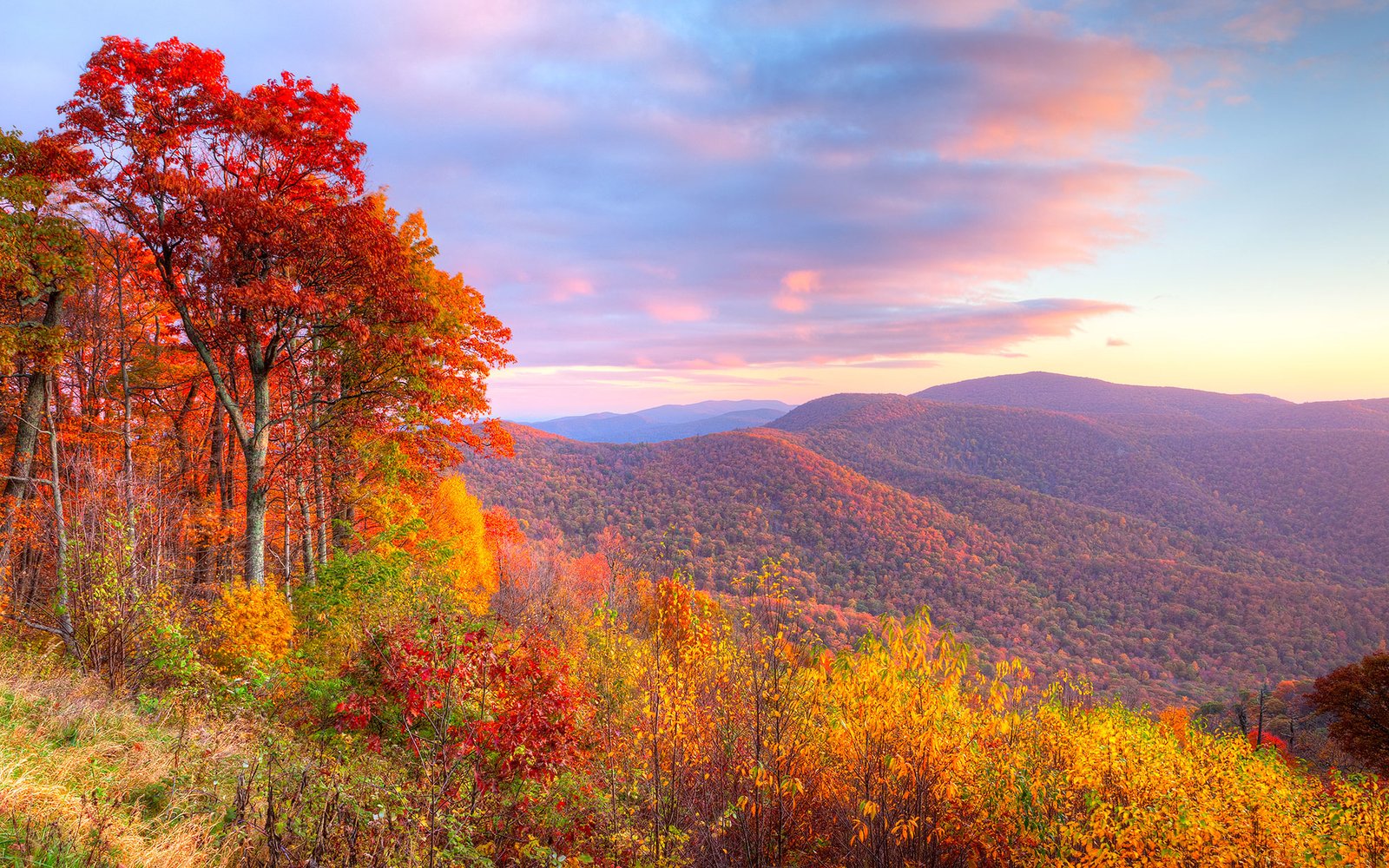 Download Fall Forest Tree Mountain Nature Landscape Wallpaper