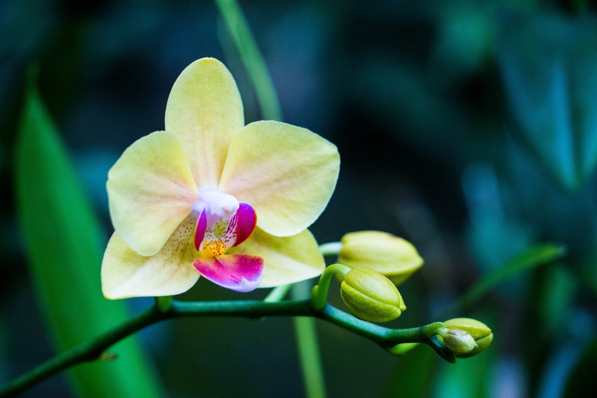 4K Ultra HD Yellow Orchid – Vibrant Nature’s Bloom in Stunning Detail