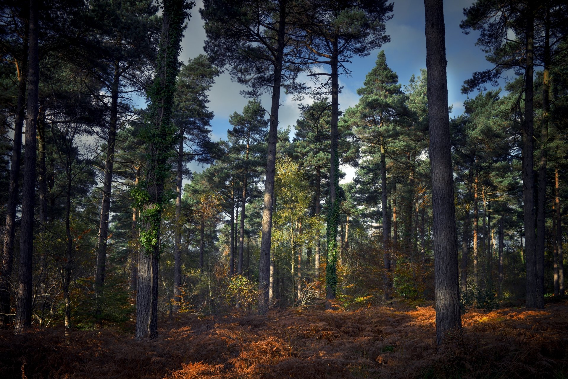 5K Ultra HD — Tranquil Pine Forest | 6355x4250 | Wallpaper Abyss