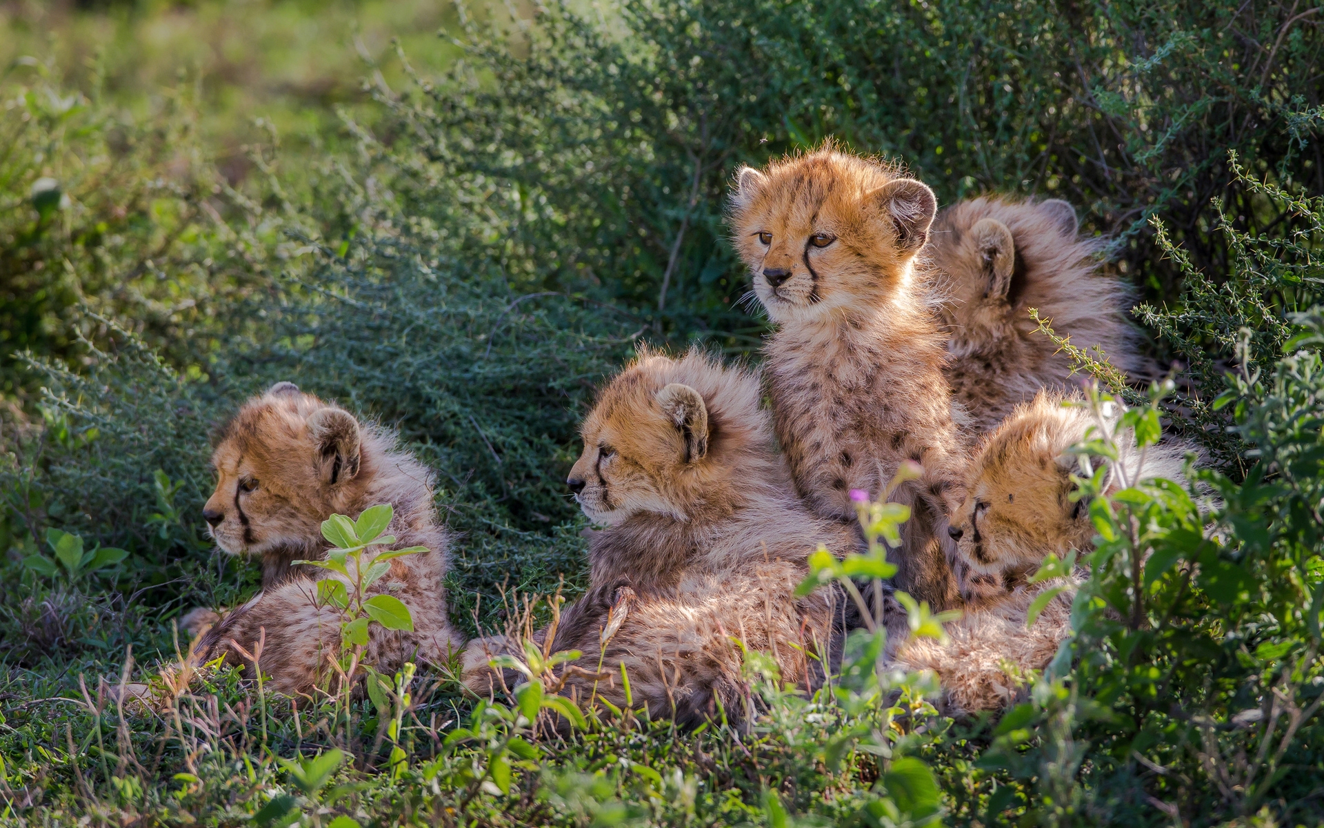 Baby Cheetah Wallpaper Picture Baby Cheetah Pictures | Download Free