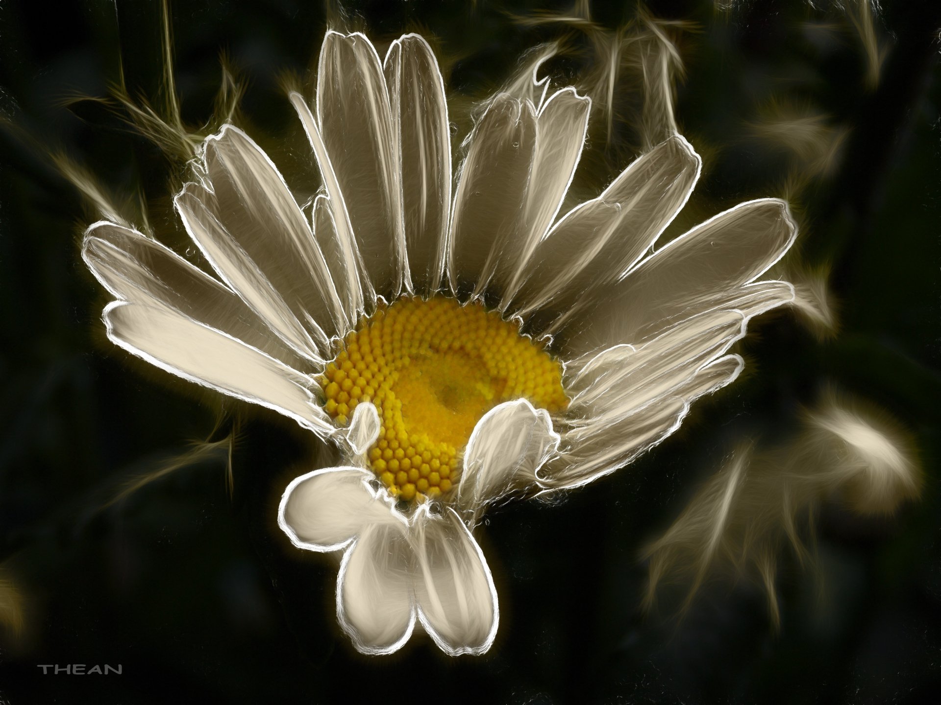 Download White Flower CGI Daisy Artistic Flower HD Wallpaper by Thean ...