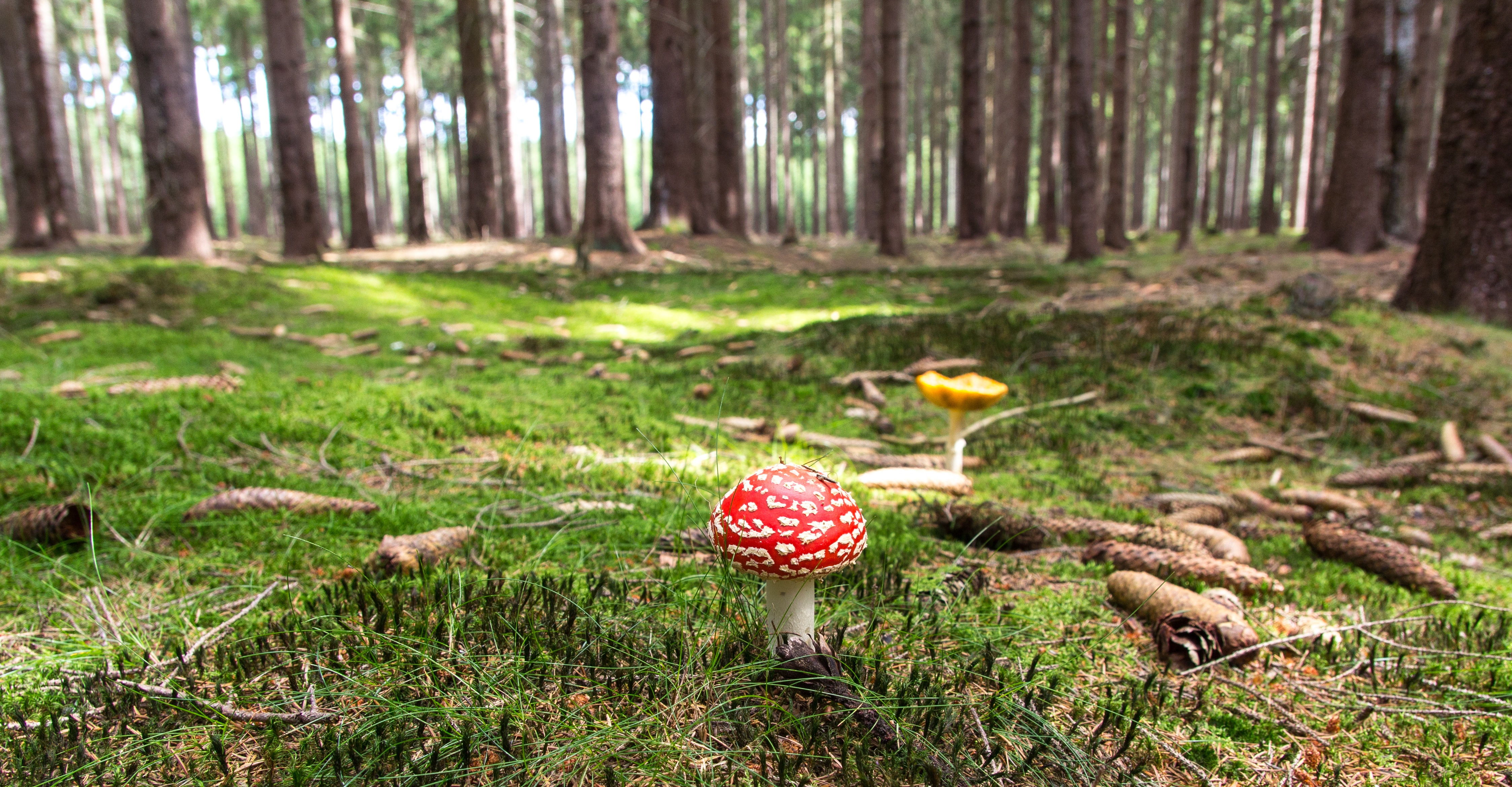 Download Nature Forest Mushroom 4k Ultra HD Wallpaper