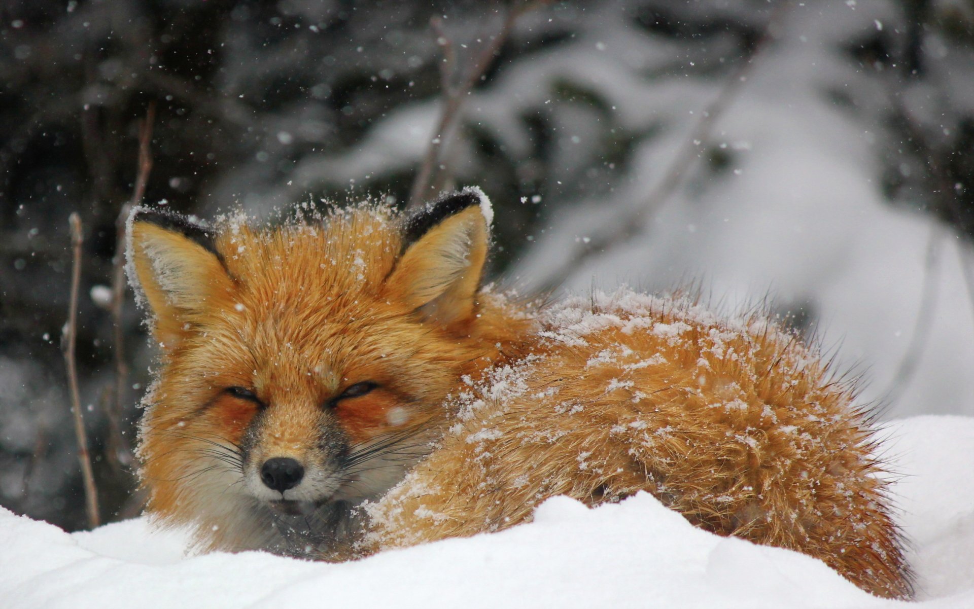 Winter Fox in Snowfall – Stunning HD Animal Wallpaper