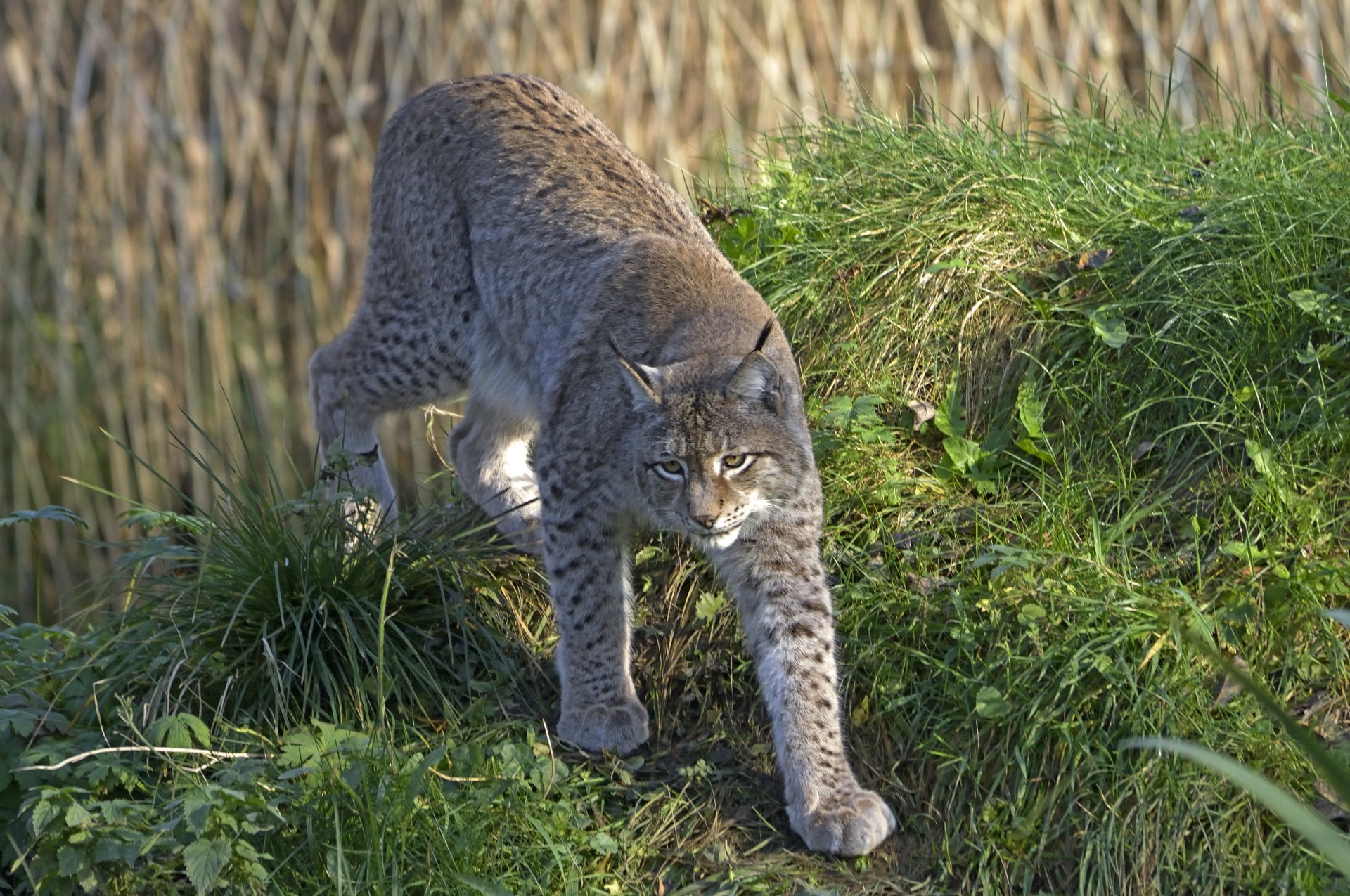 Download Animal Lynx 4k Ultra HD Wallpaper