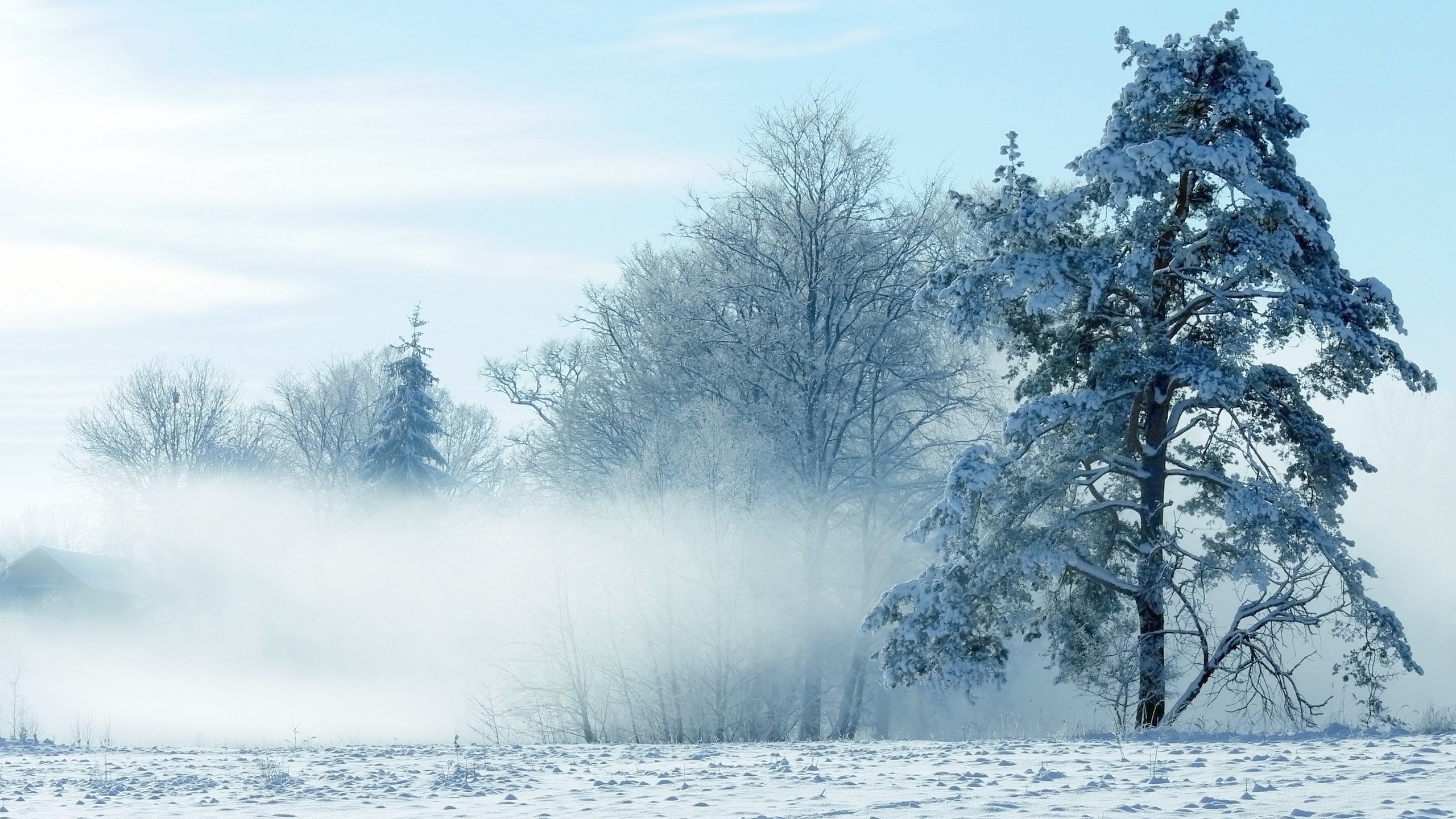 Download Fog Tree Snow Field Nature Winter HD Wallpaper