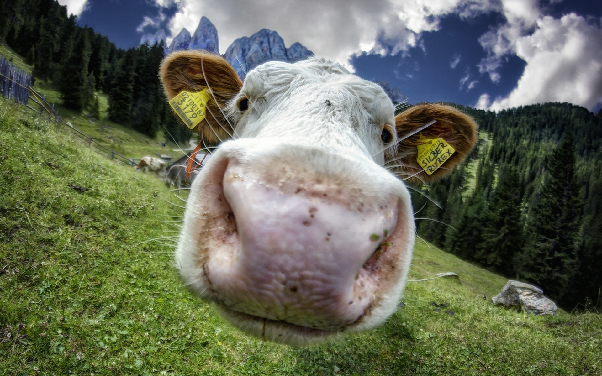Download Close-up Animal Cow HD Wallpaper