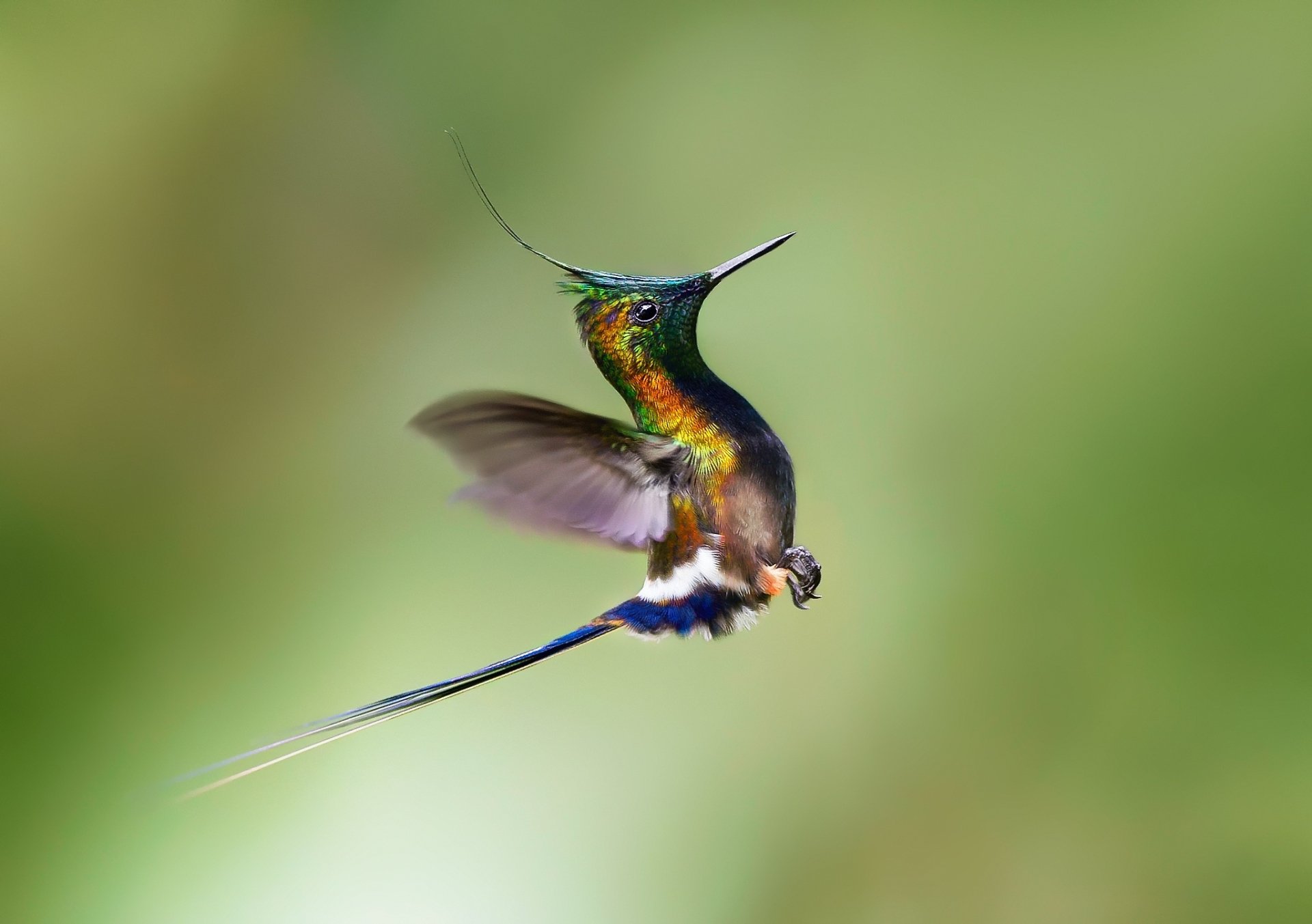 Download Bird Animal Hummingbird HD Wallpaper