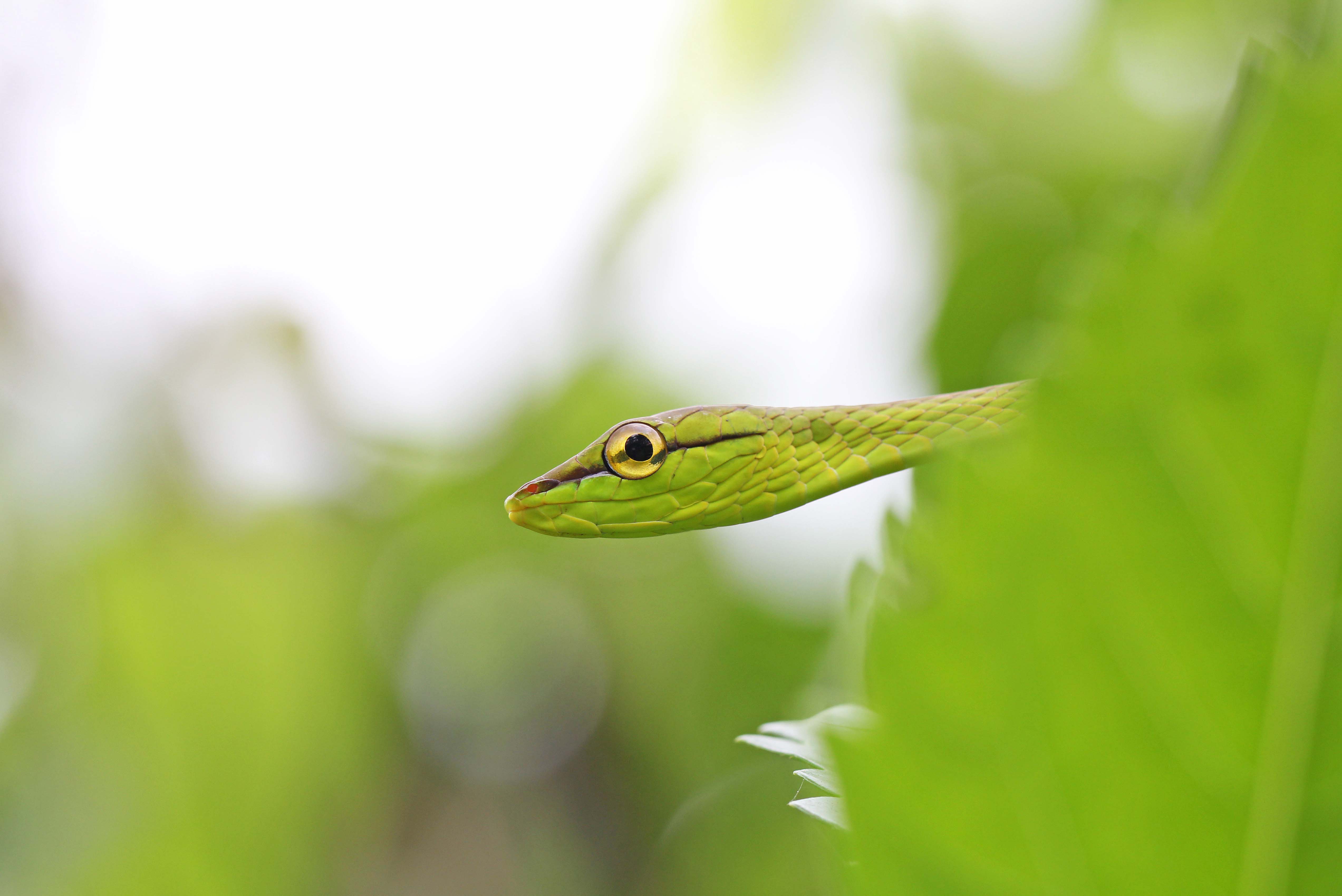 Download Green Bokeh Animal Snake 4k Ultra HD Wallpaper