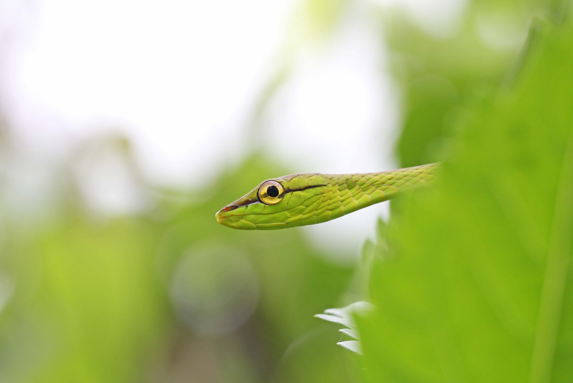 Download Green Bokeh Animal Snake 4k Ultra HD Wallpaper | 5090x3398 ...