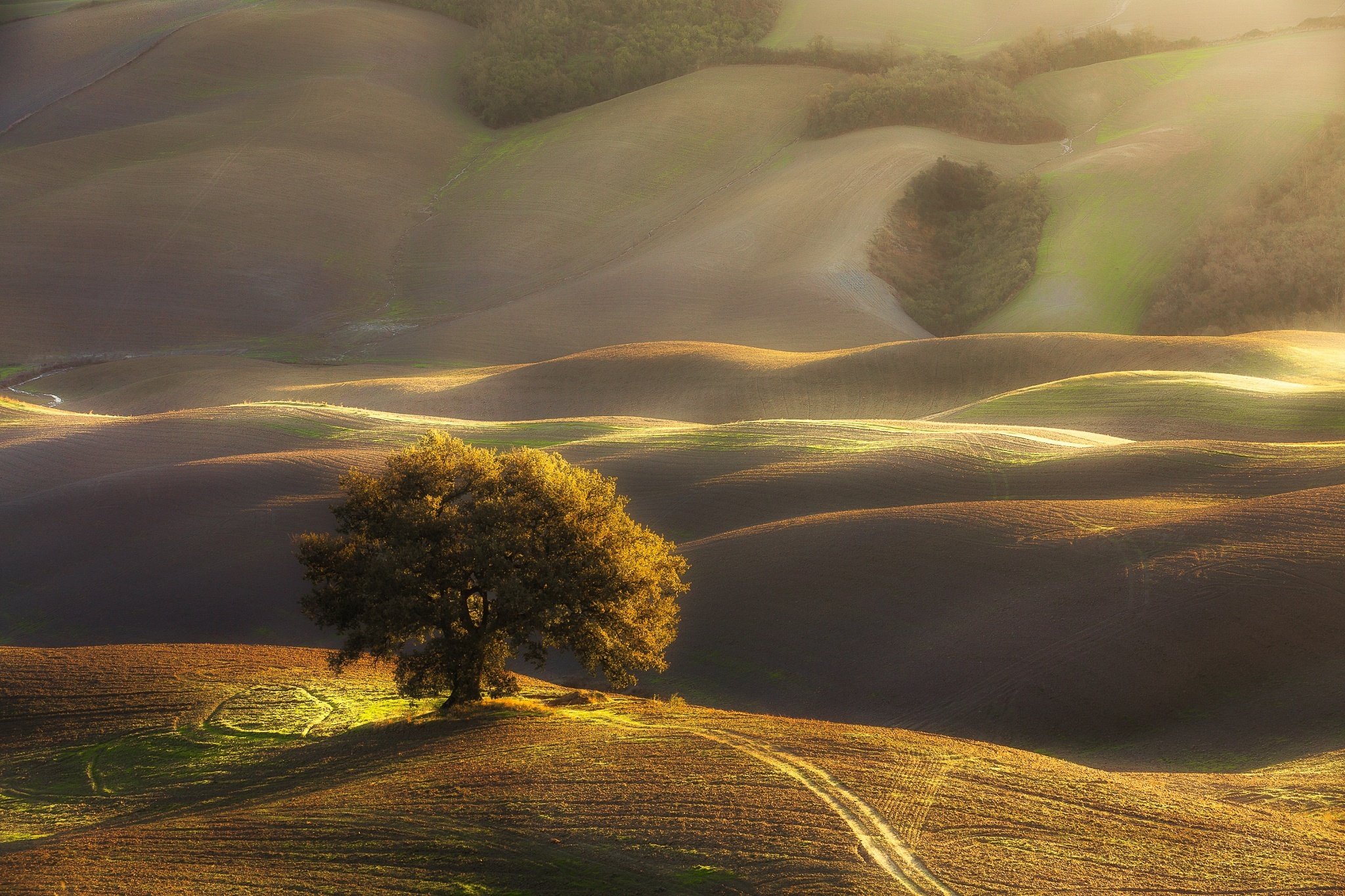 Golden Hillside Glow: Sunny Tree in Nature’s Embrace | HD Wallpaper
