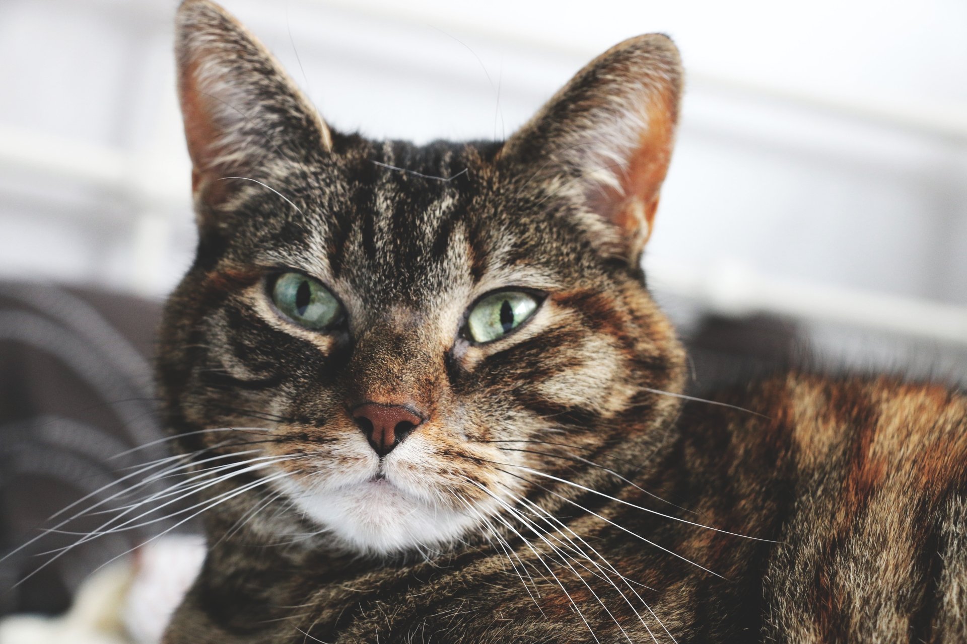 Download Stare Animal Cat 4k Ultra HD Wallpaper