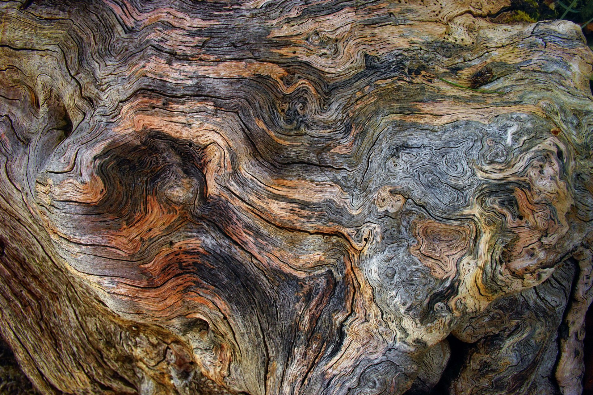 Majestic Woodgrain: Nature's Art in HD Texture