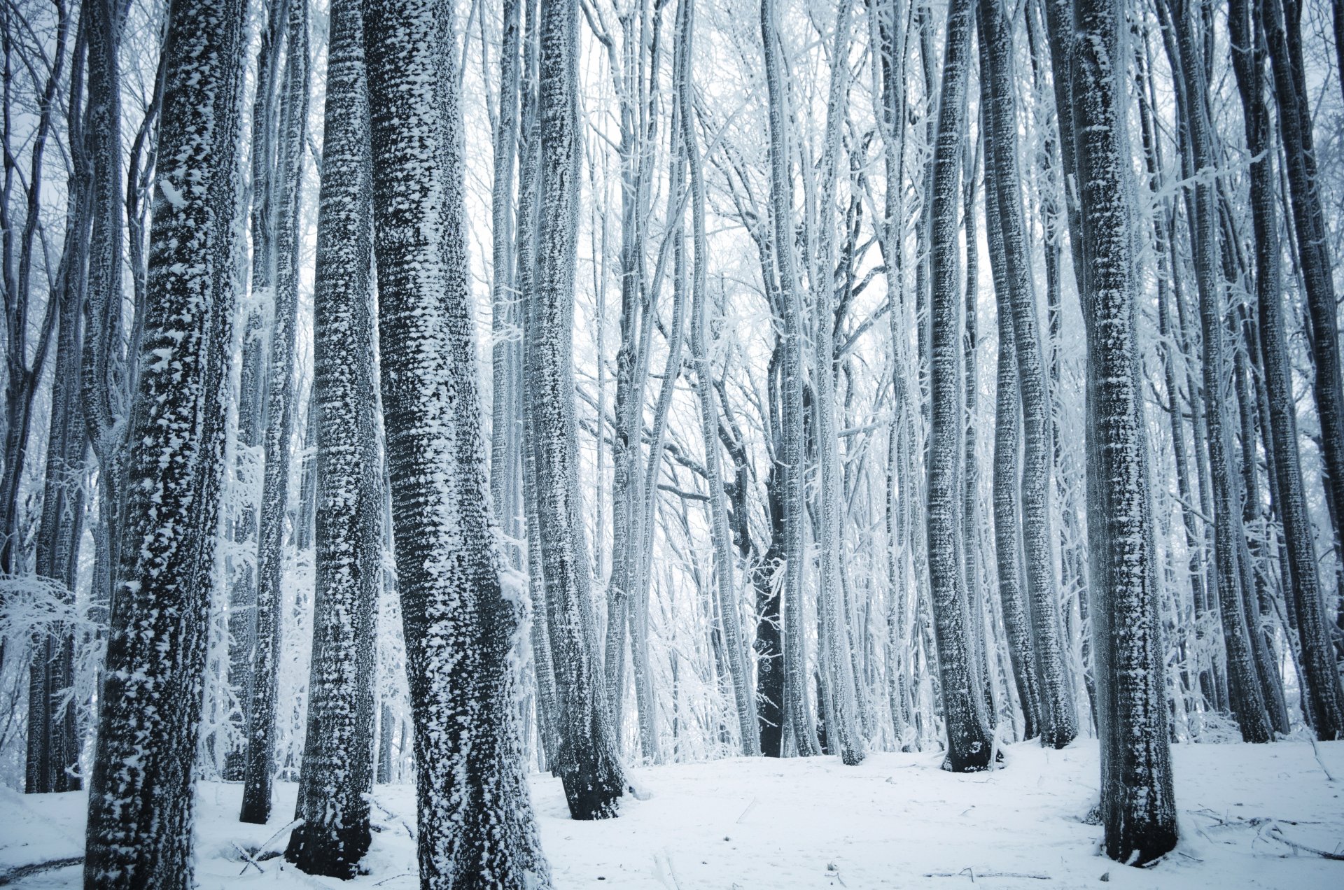 Winter’s Silent Forest: 4K Ultra HD Snow-Covered Trees and Nature ...