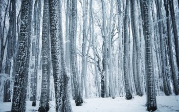 Download Snow Forest Tree Nature Winter PFP