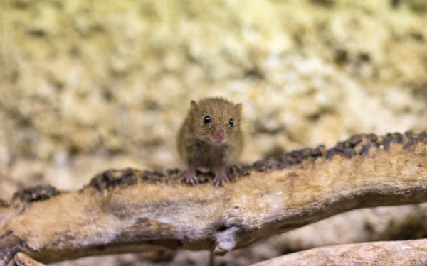 [30+] Mouse 4k Wallpapers