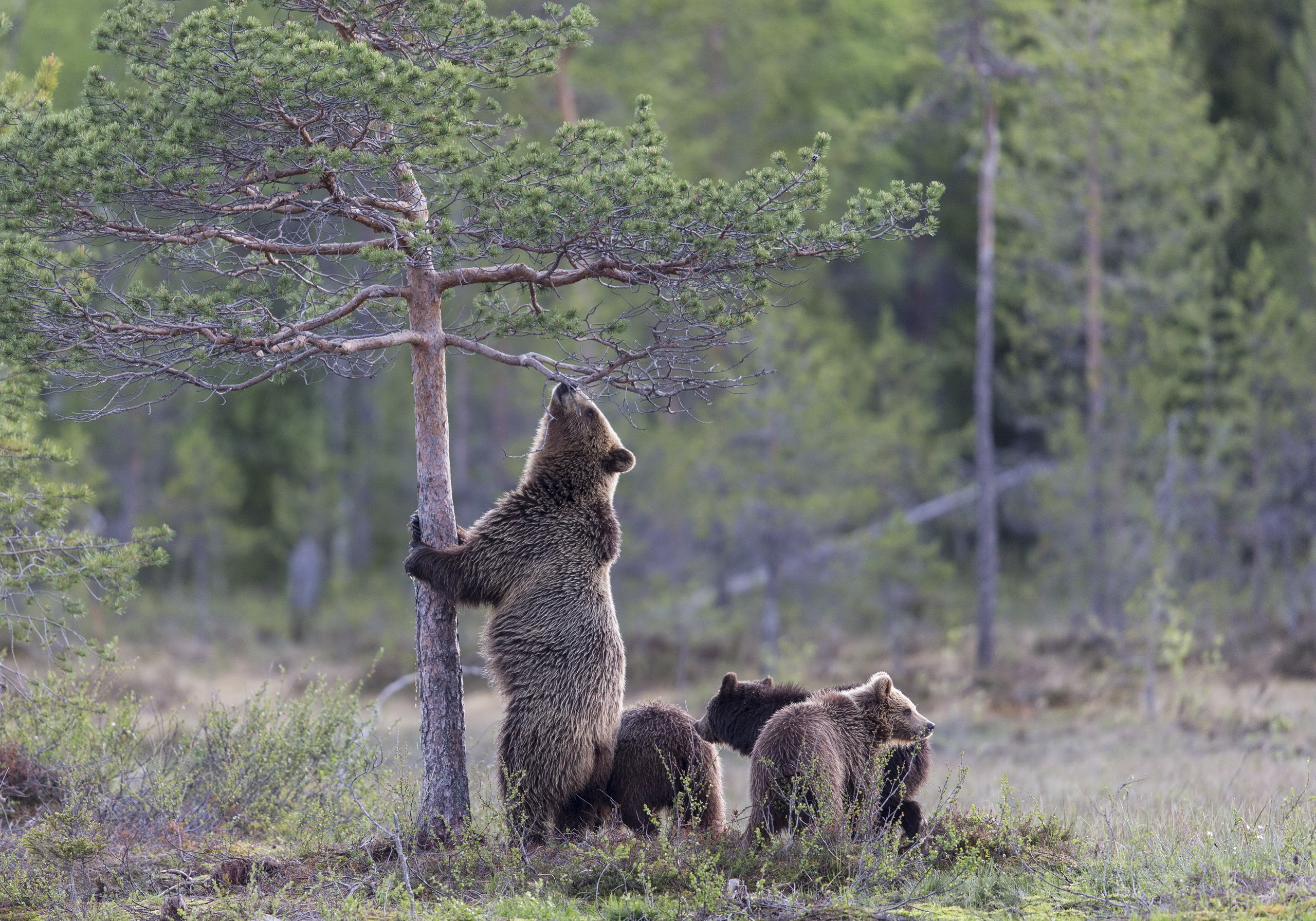 Download Baby Animal Cub Tree Animal Bear HD Wallpaper