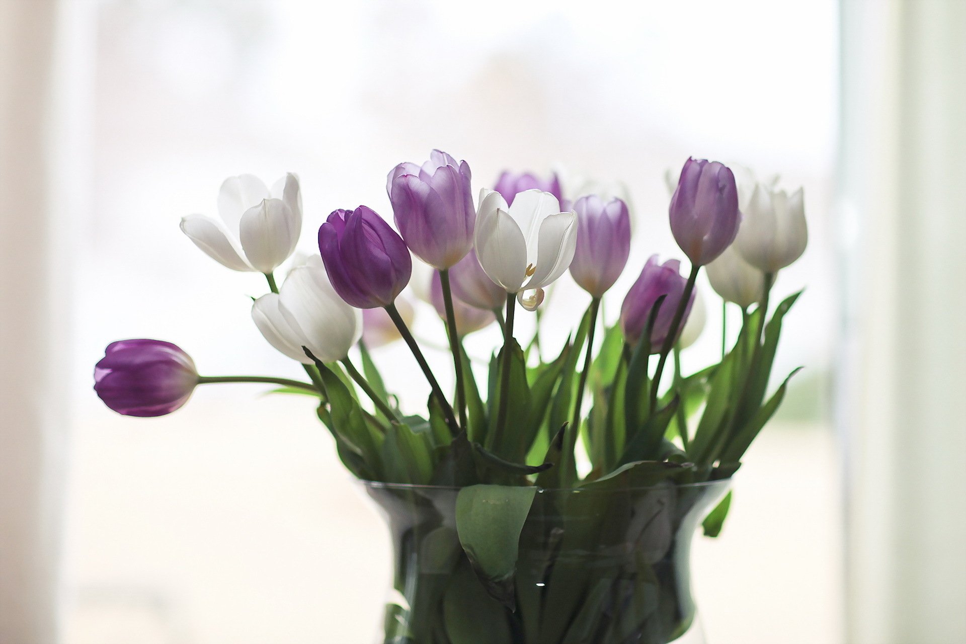 Download Purple Flower White Flower Tulip Vase Man Made Flower HD Wallpaper