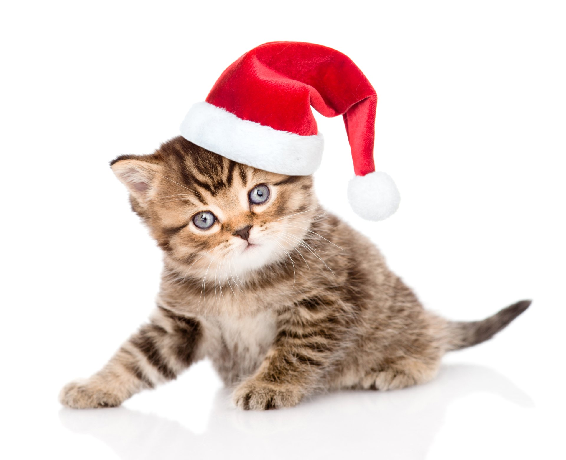 Download Santa Hat Kitten Christmas Holiday Animal Cat Christmas Cat 4k ...