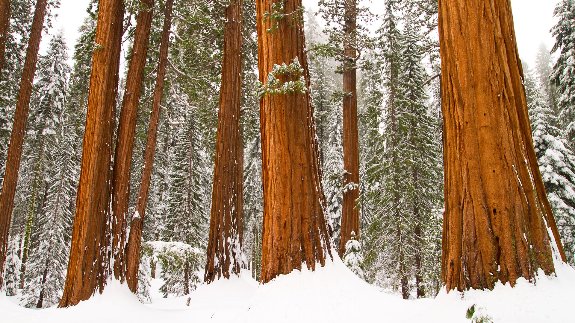 Download Snow Redwood Tree Forest Nature Winter HD Wallpaper