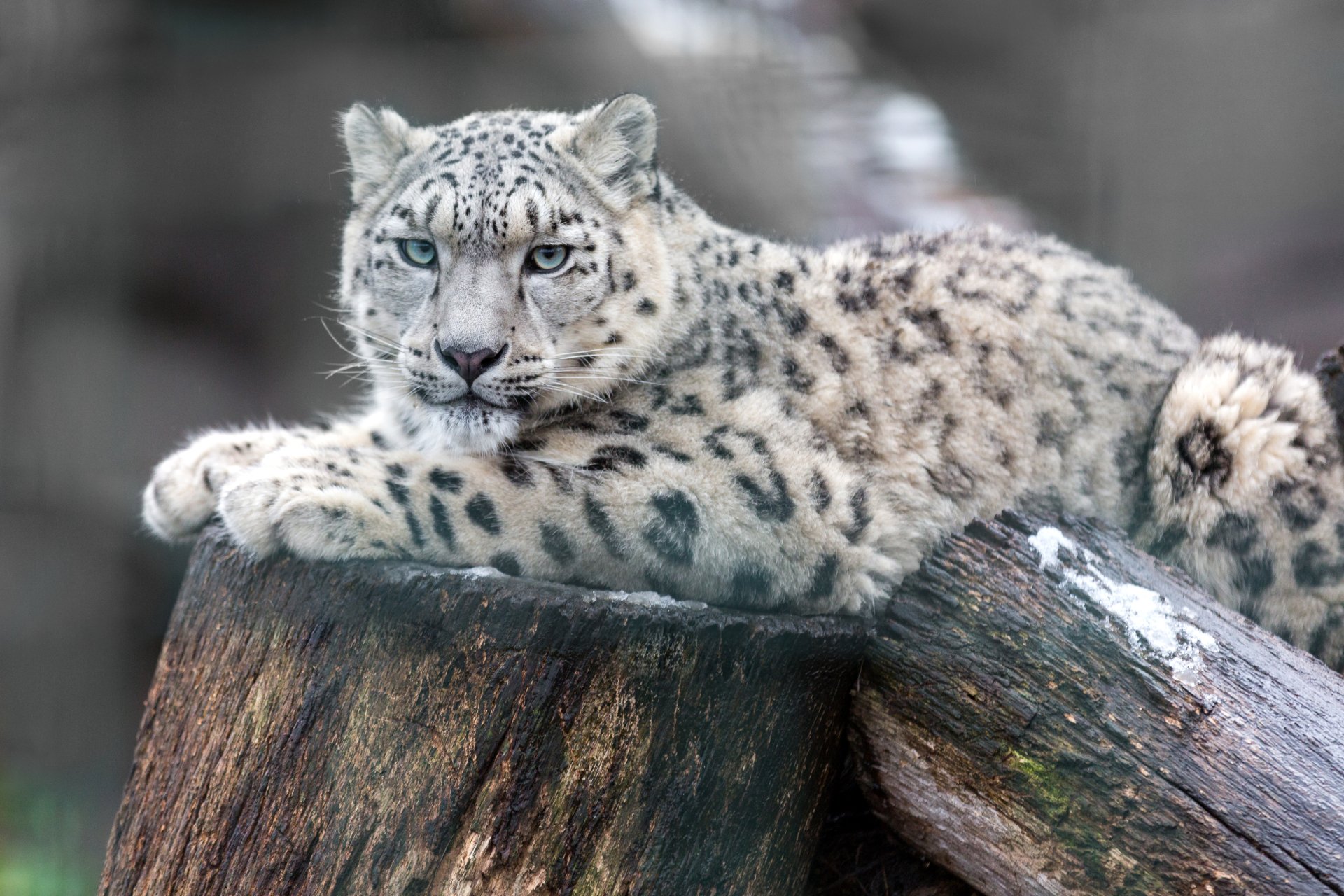 Snow Leopard Majesty - Stunning 4K Ultra HD Animal Wallpaper