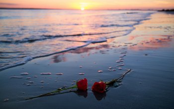 Download Red Rose Flower Sand Beach Horizon Ocean Nature Sunset PFP