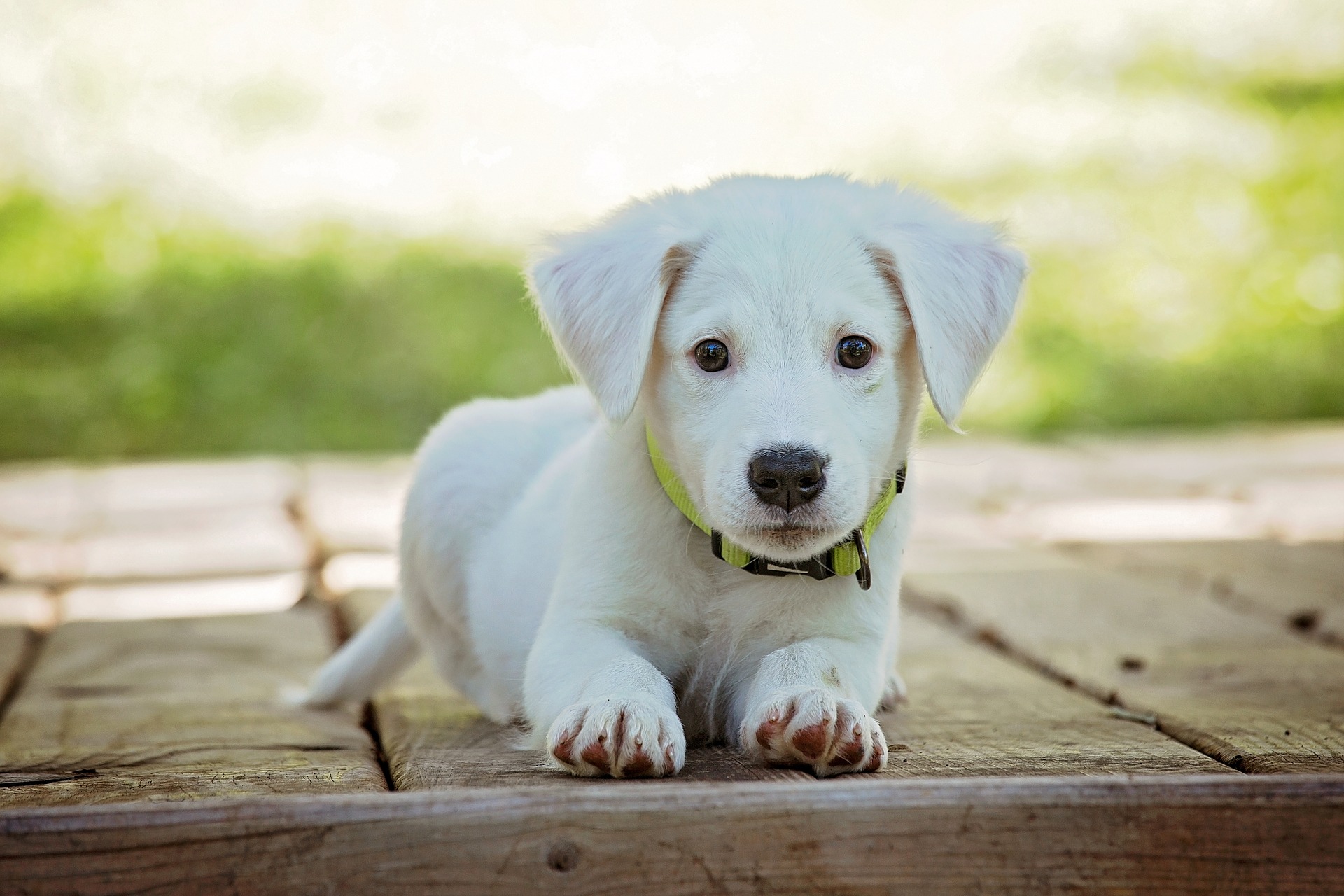 Cute Puppy HD Wallpaper: Adorable Moments with Your Favorite Dog