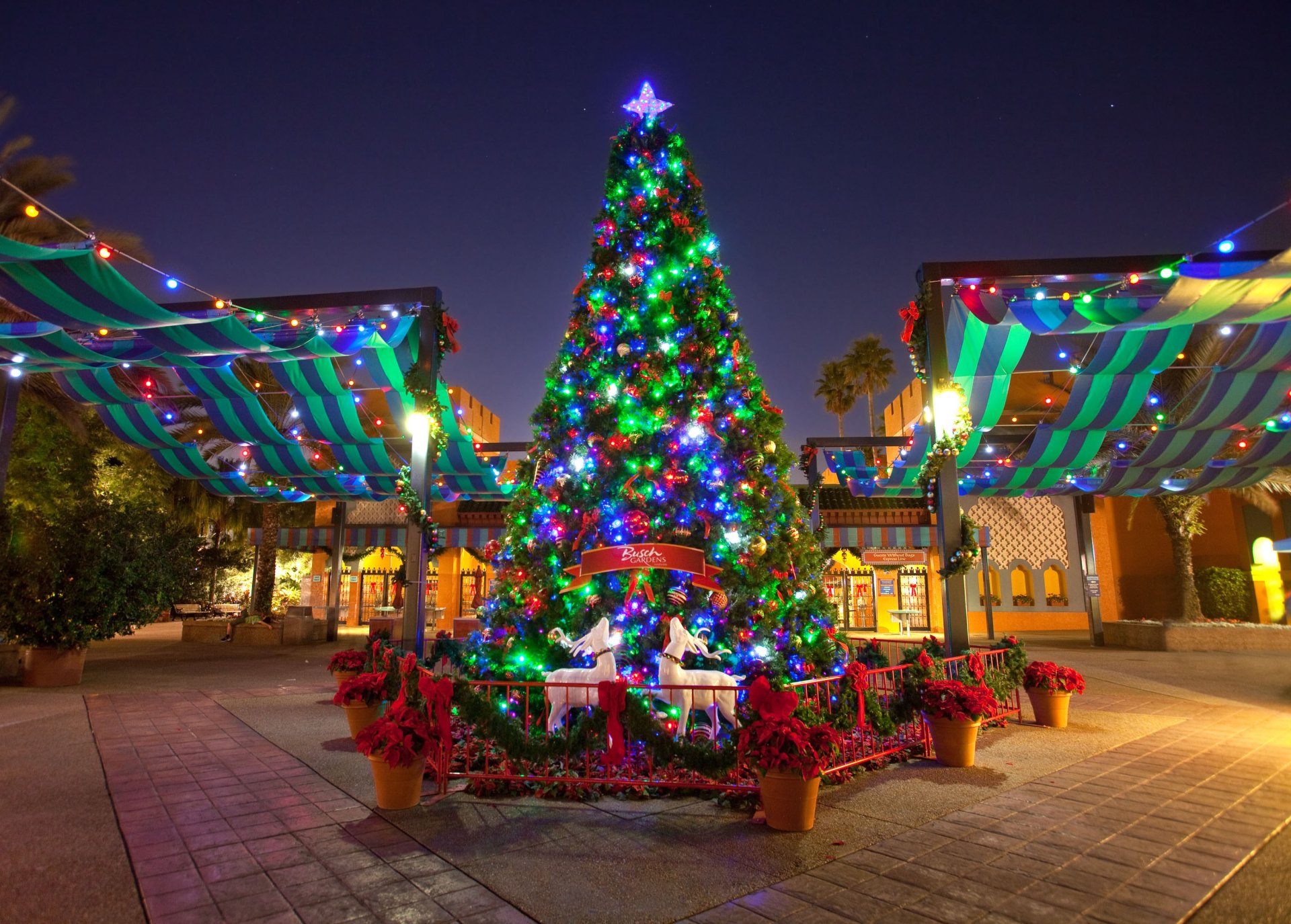 Festive Christmas Town Square Glow – HD Holiday Tree Lights Wallpaper