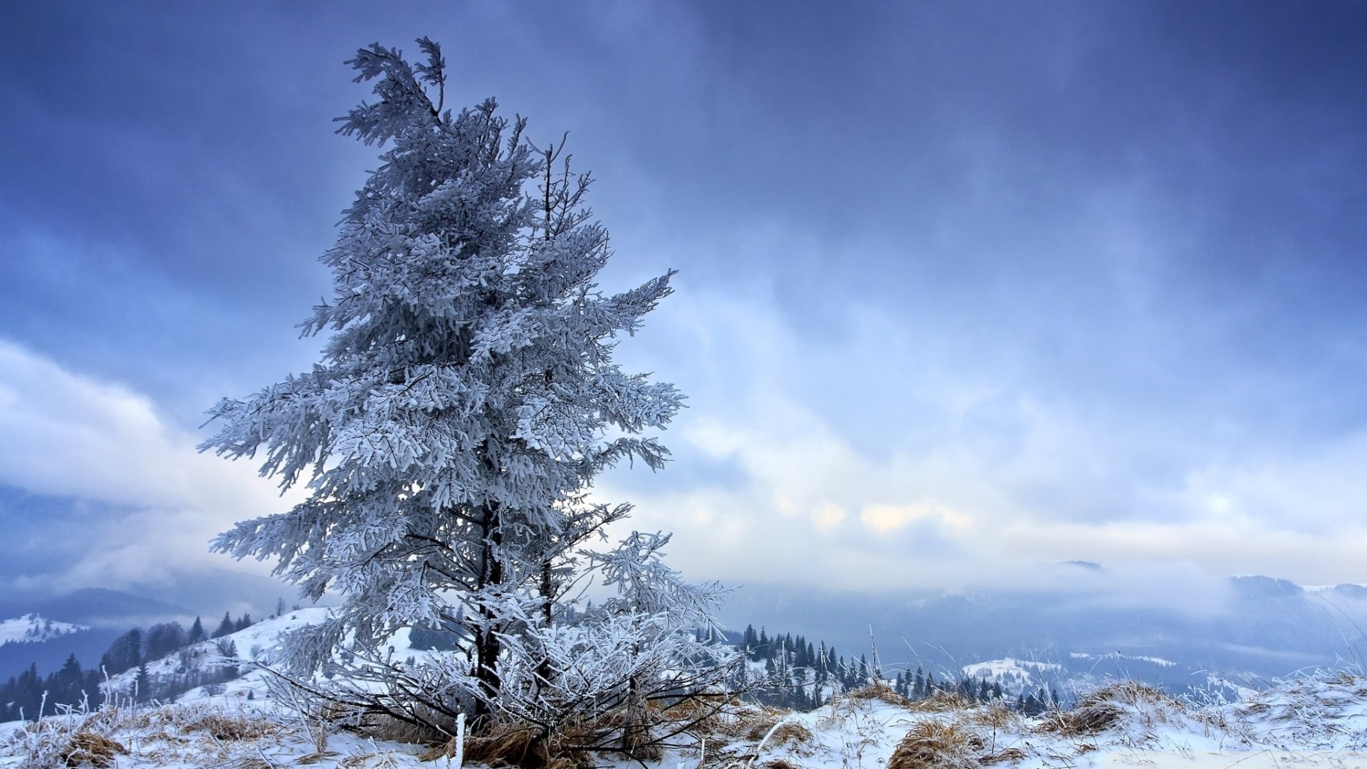 Download Snow Fir Tree Nature Winter HD Wallpaper