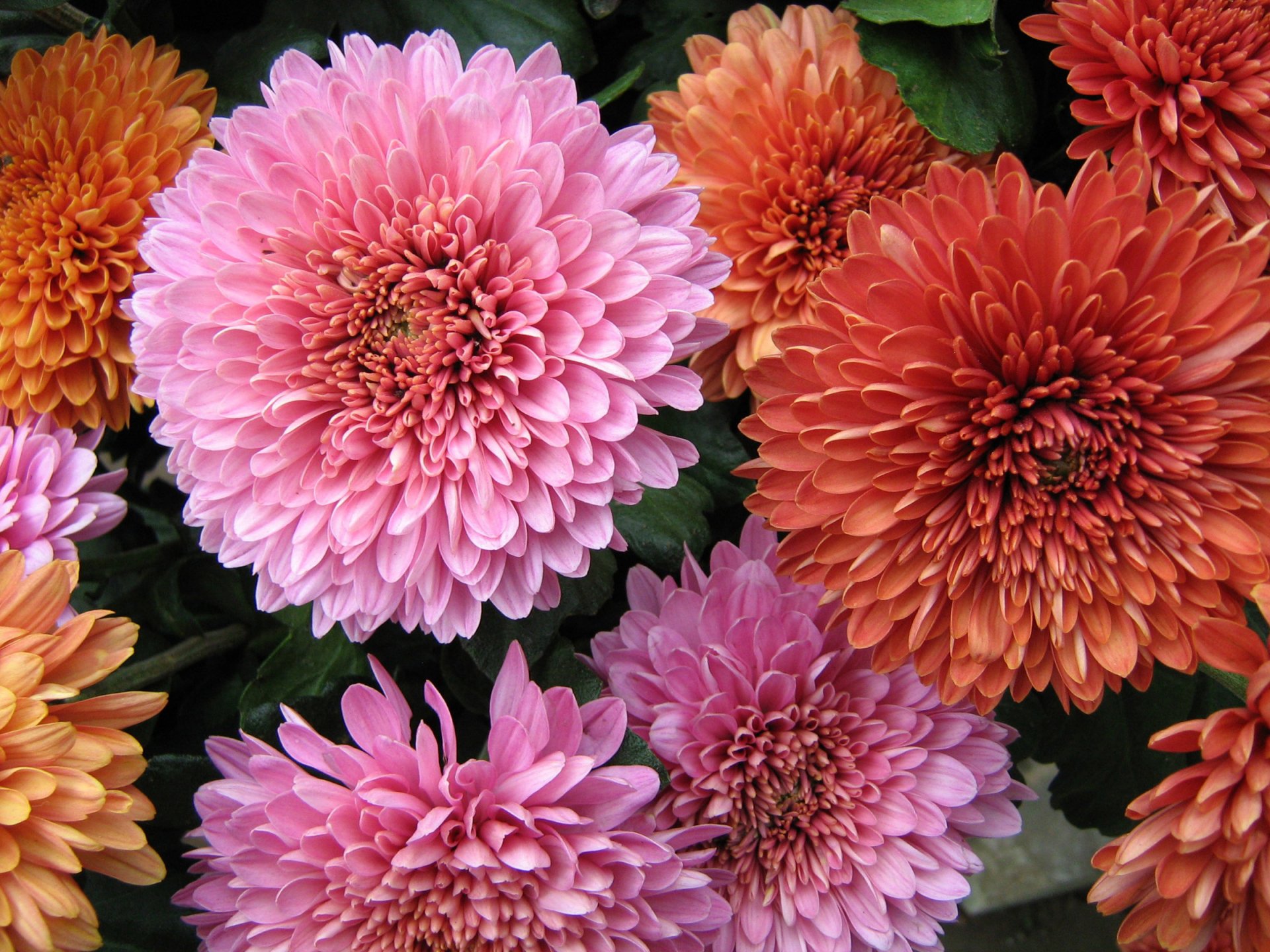 Download Pink Flower Orange Flower Flower Nature Chrysanthemum HD ...