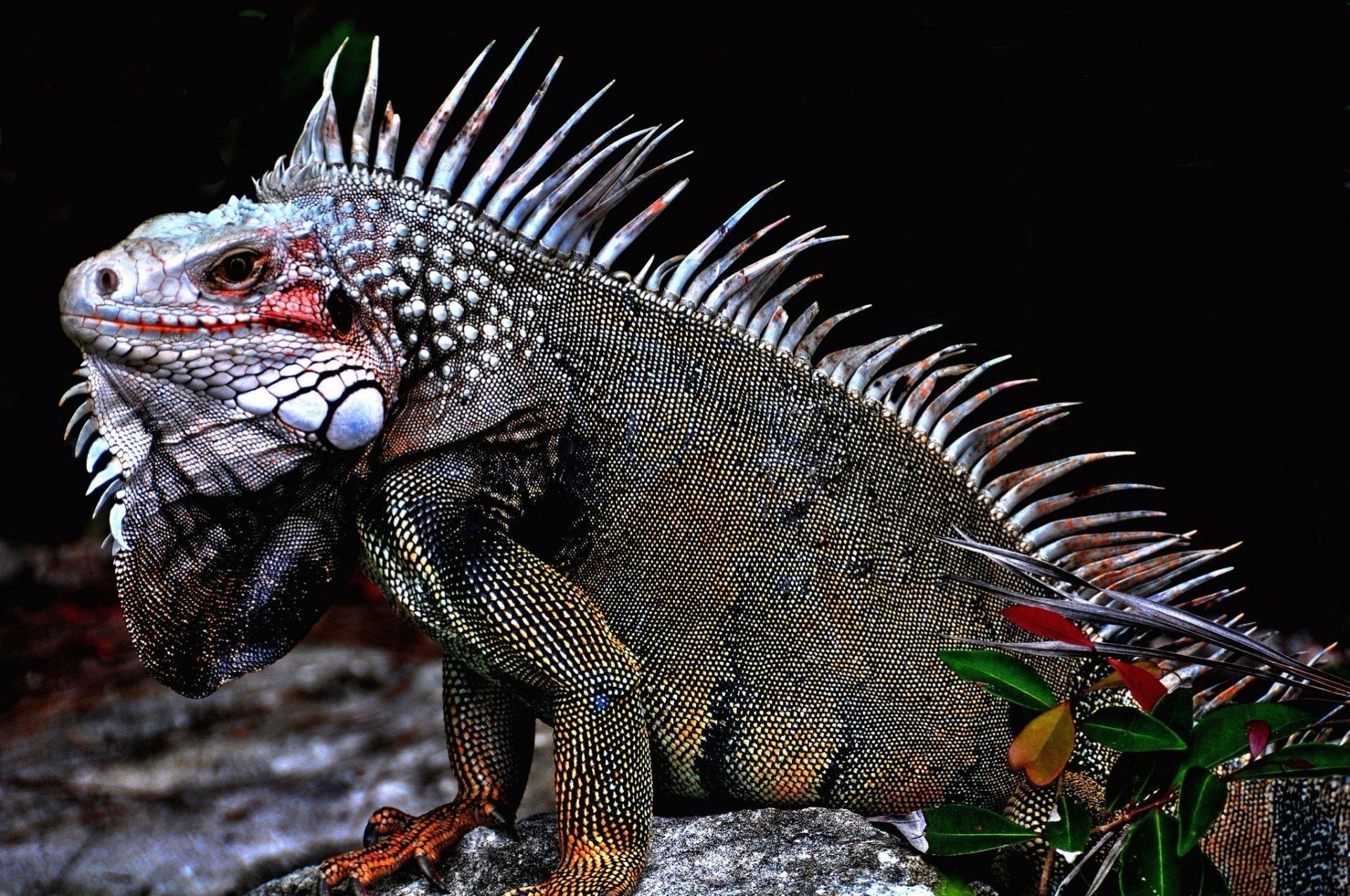 Download Reptile Animal Iguana HD Wallpaper | 1920x1275 | Wallpaper Abyss