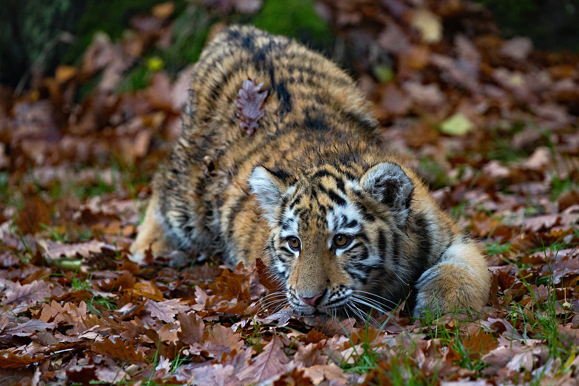 Autumn Tiger Cub in the Leaves – Stunning HD Animal Wallpaper