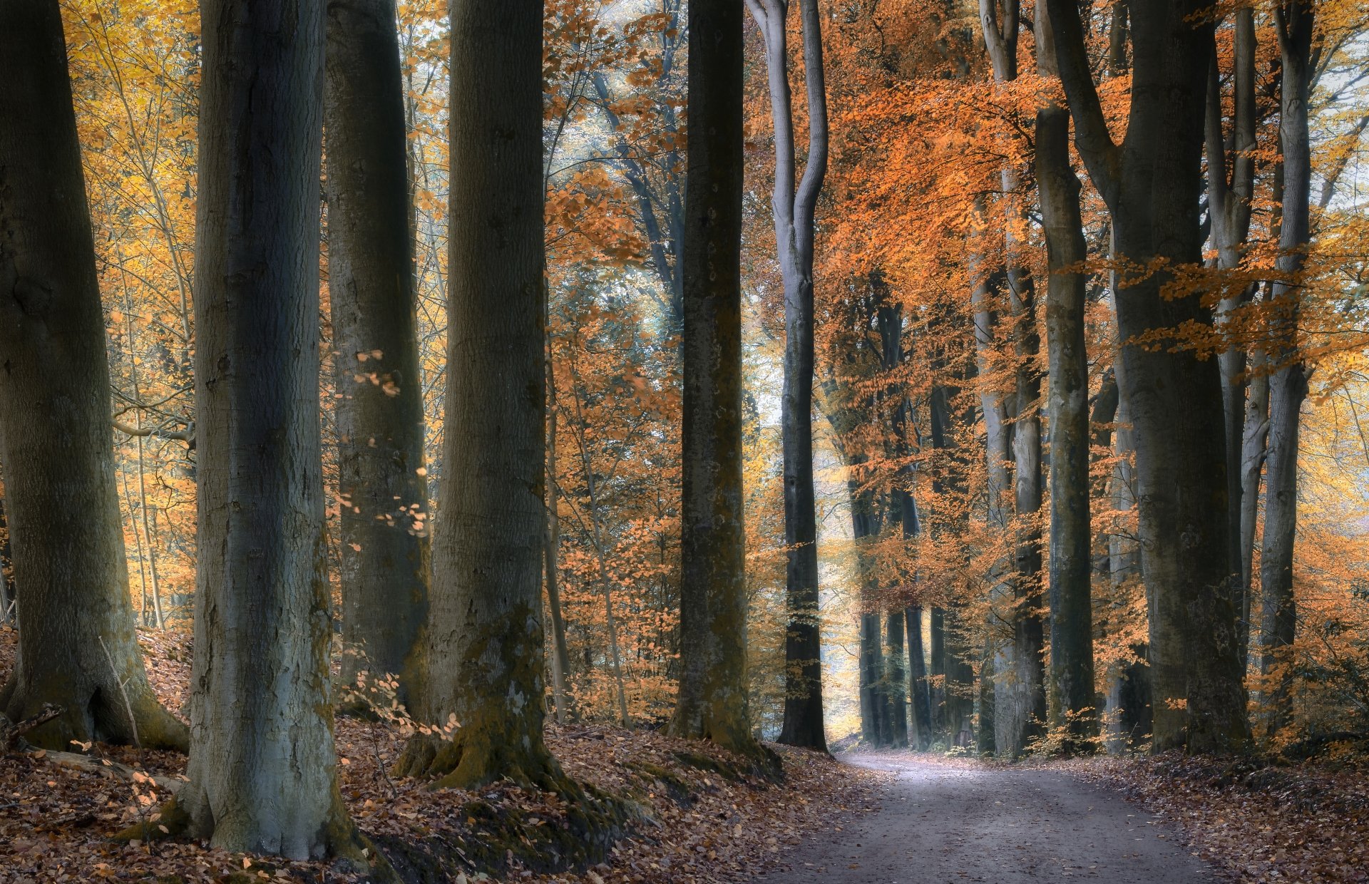 Download Dirt Road Fall Tree Forest Nature Path 4k Ultra HD Wallpaper