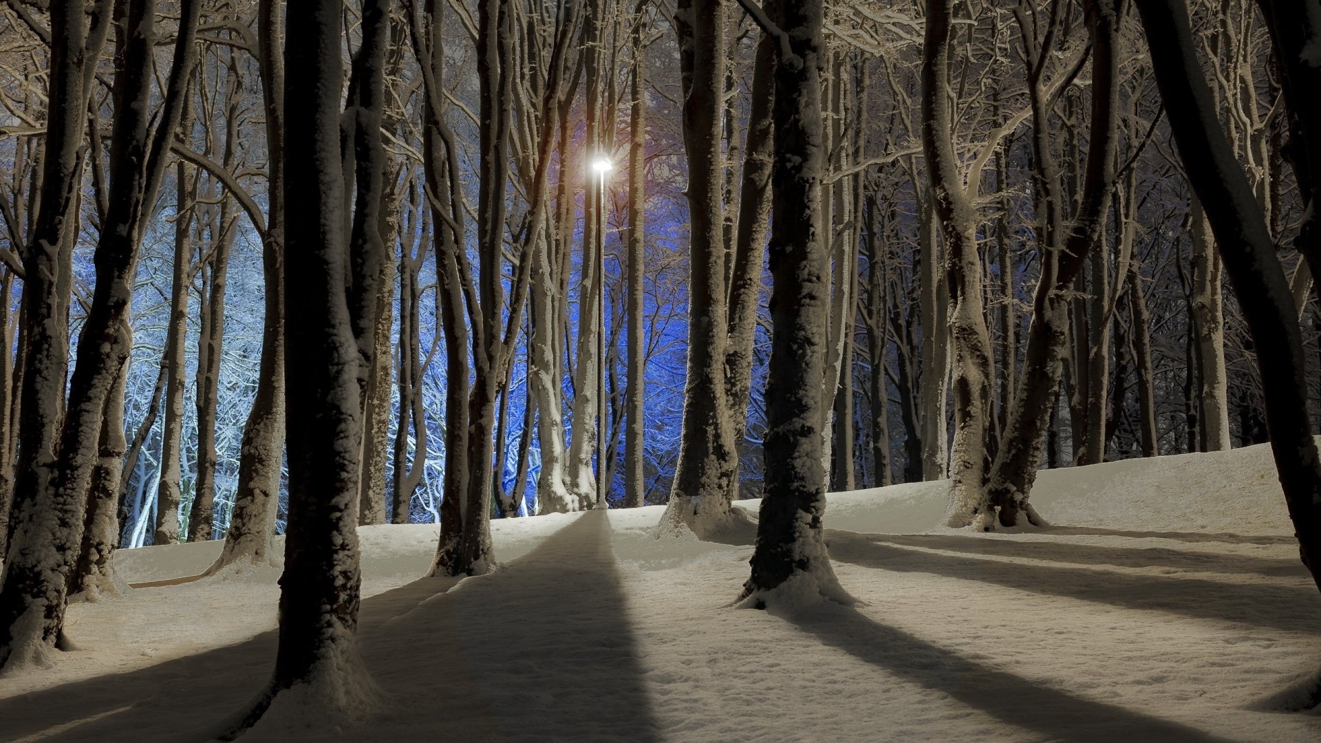 Winter Forest Shadows: A Crisp Snowy Depth of Field in Nature's HD ...
