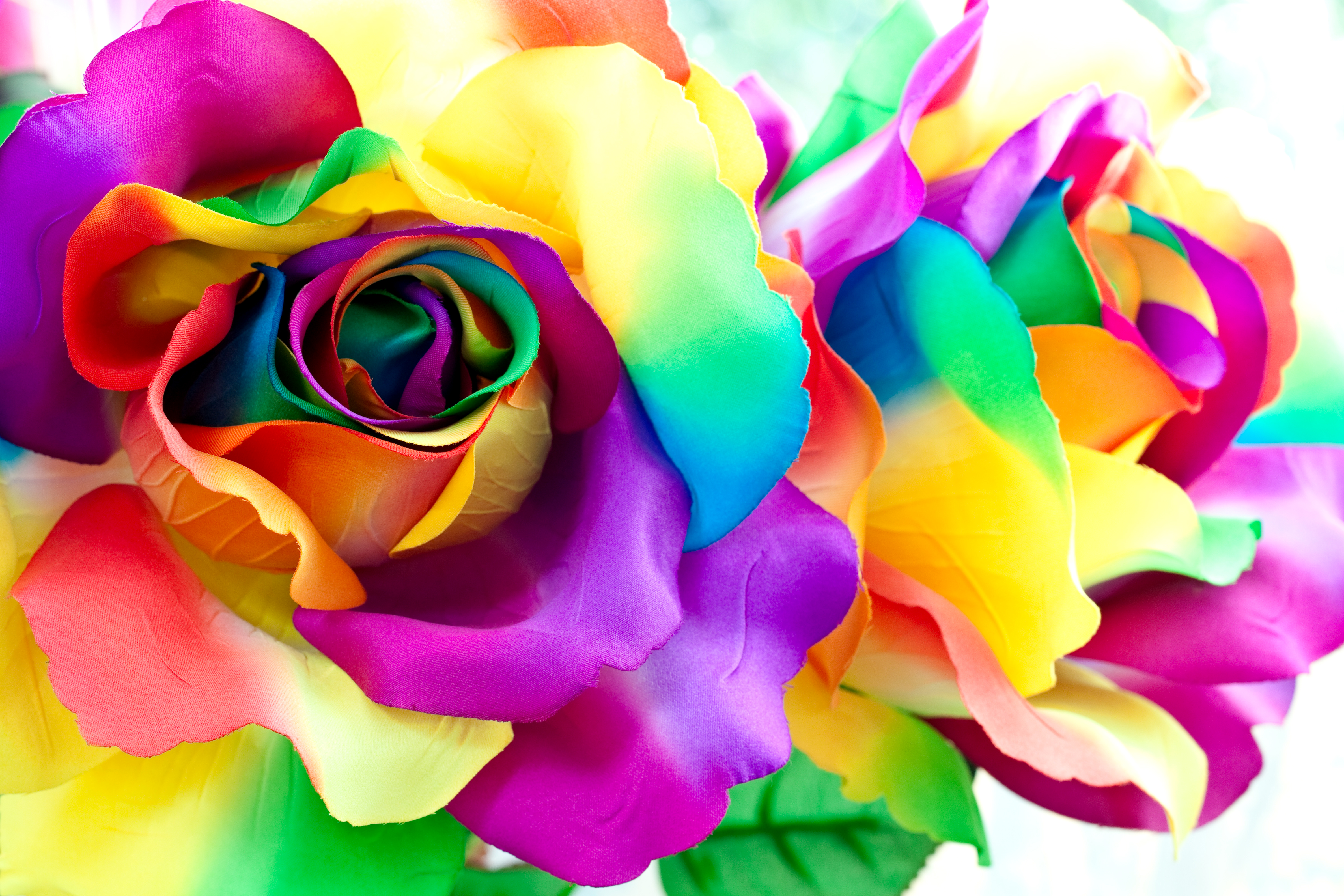Download Colorful Colors Rose Man Made Flower 4k Ultra HD Wallpaper