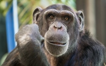 Download Primate Monkey Chimpanzee Animal PFP