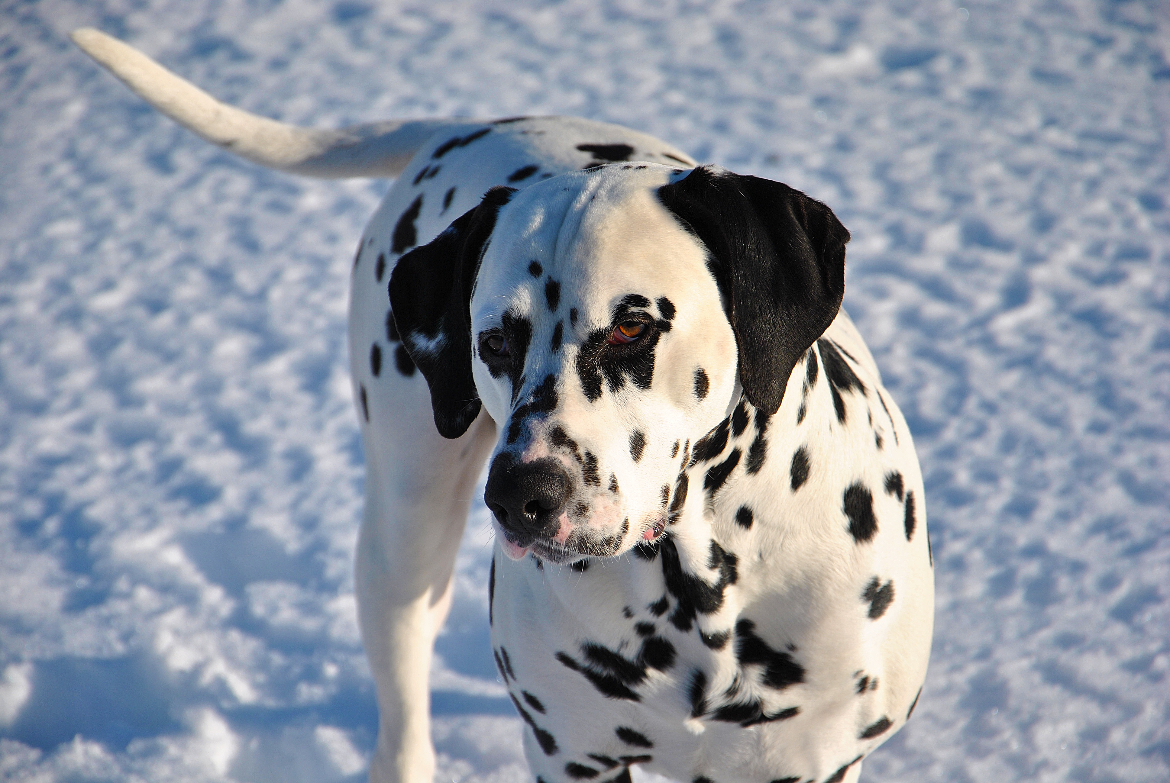 4K Ultra HD Dalmatian Muzzle Portrait – Stunning Spotted Canine Close-Up
