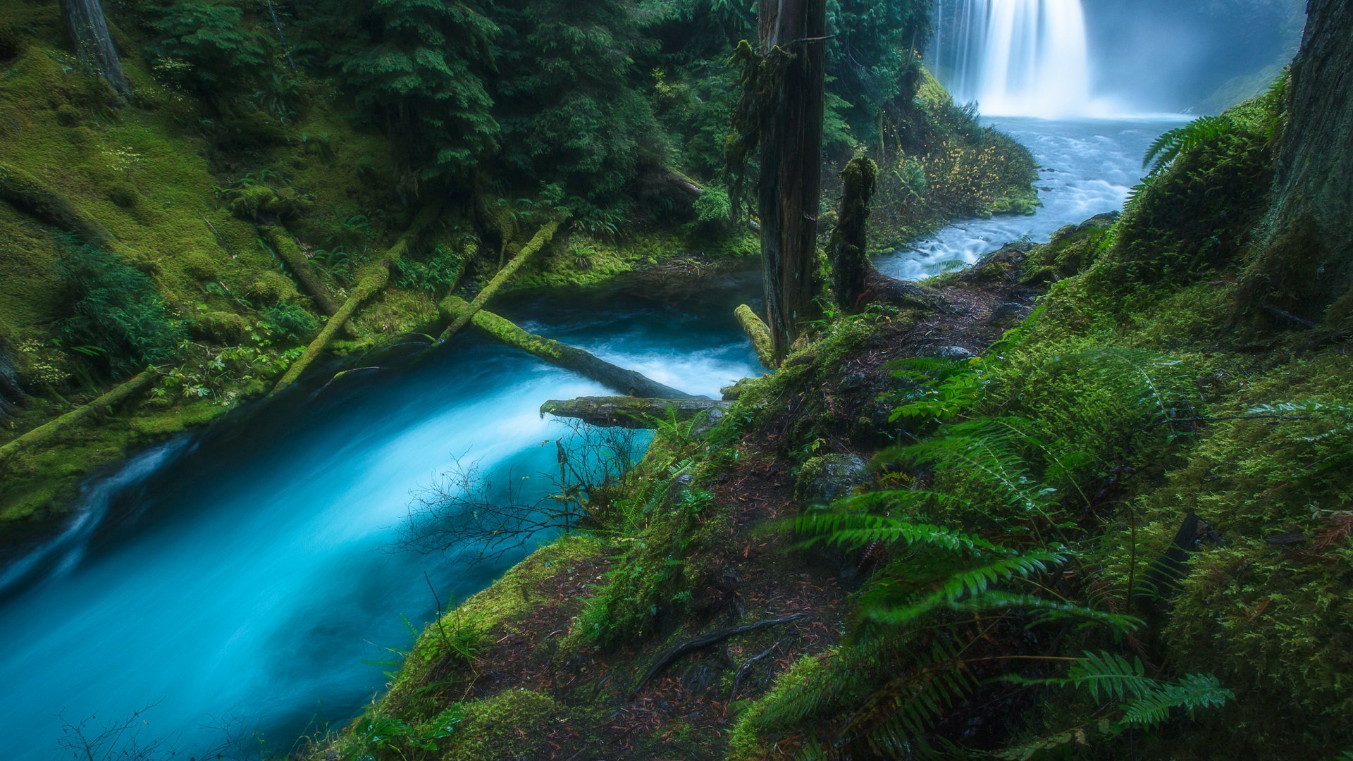 Koosah Falls Serenity: Lush Oregon Forest with Ferns & Crystal Stream ...