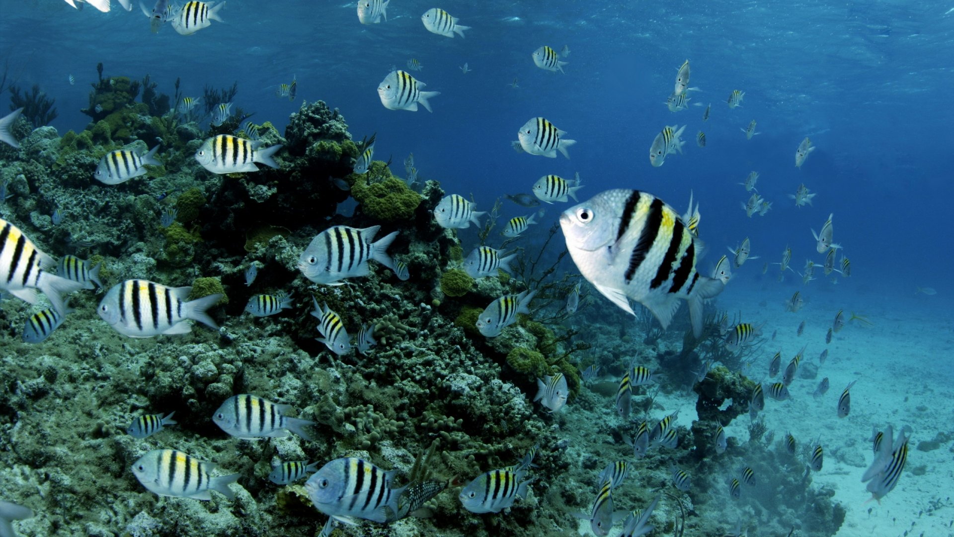 Download Coral Ocean Underwater Sea Animal Fish HD Wallpaper