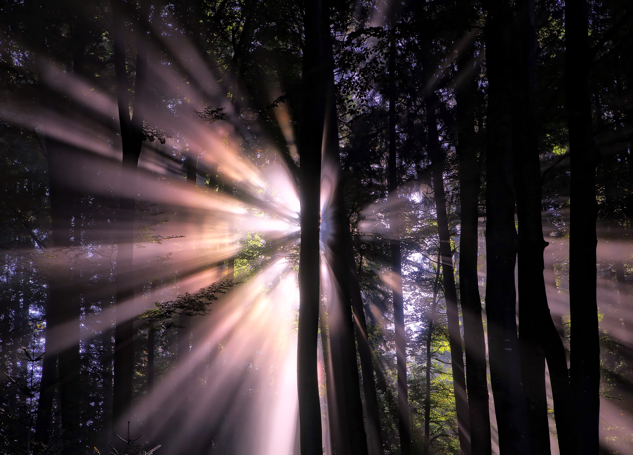 Download Forest Tree Nature Sunbeam HD Wallpaper