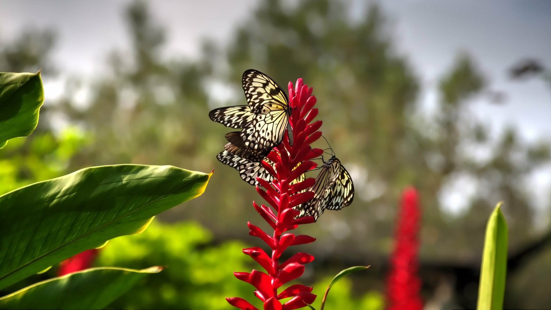 Download Flower Animal Butterfly 4k Ultra HD Wallpaper