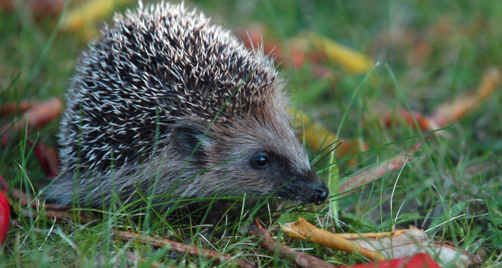 Download Grass Animal Hedgehog HD Wallpaper