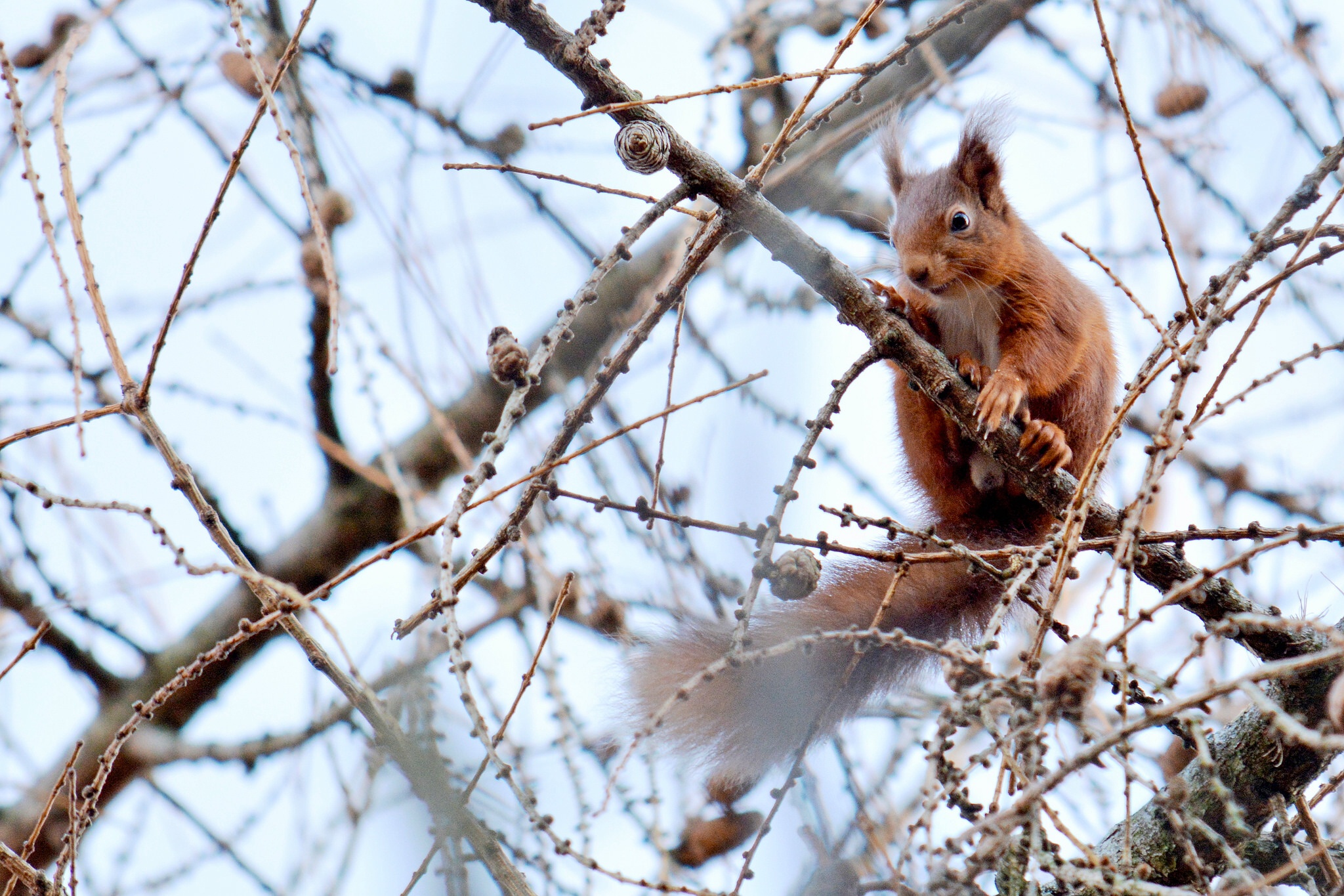 Squirrel Wallpaper 817562