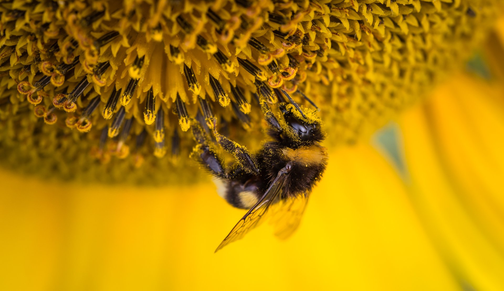 Download Yellow Flower Macro Insect Animal Bee 4k Ultra HD Wallpaper ...