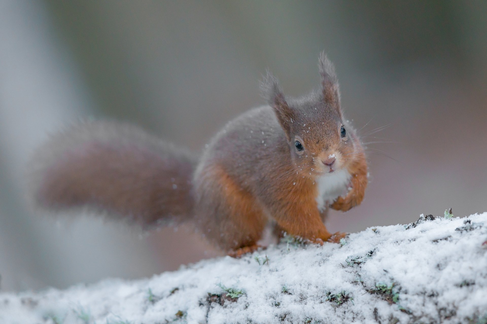 Download Winter Snow Rodent Animal Squirrel HD Wallpaper